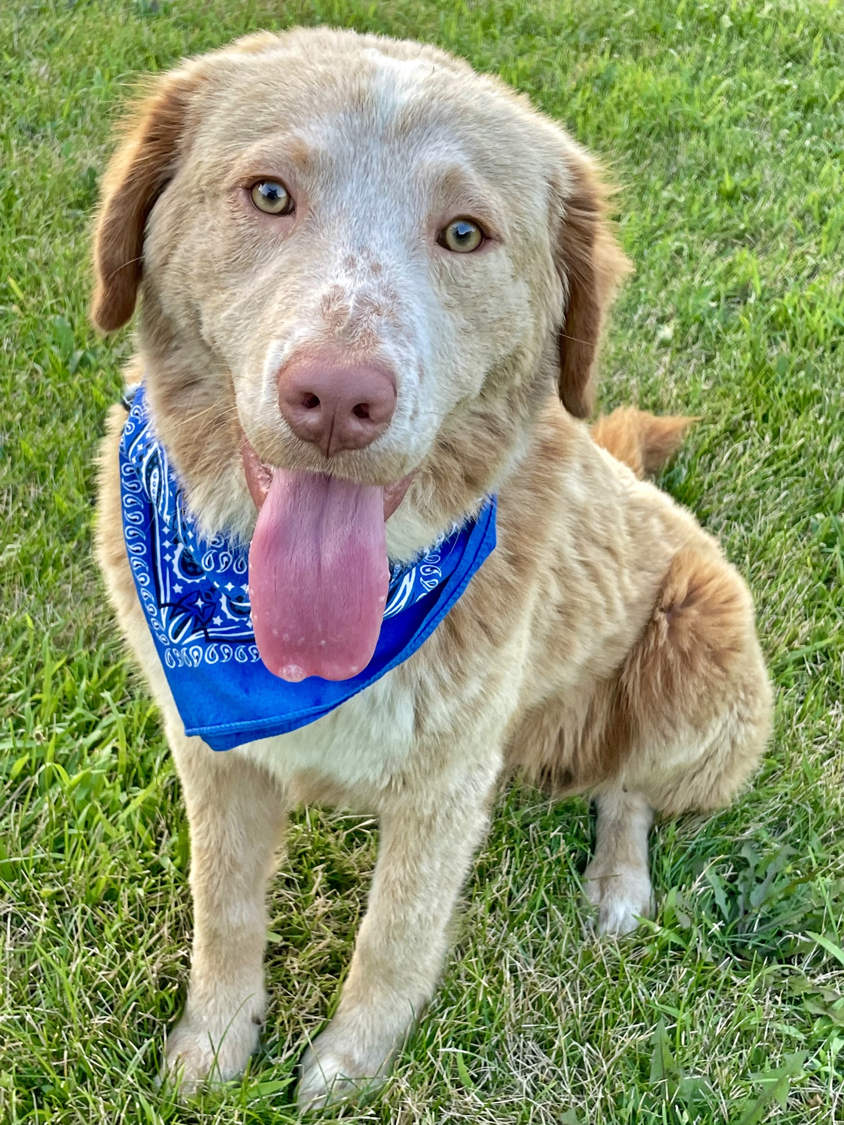 Available Dogs - The A.R.K - Animal Recycling Kennel