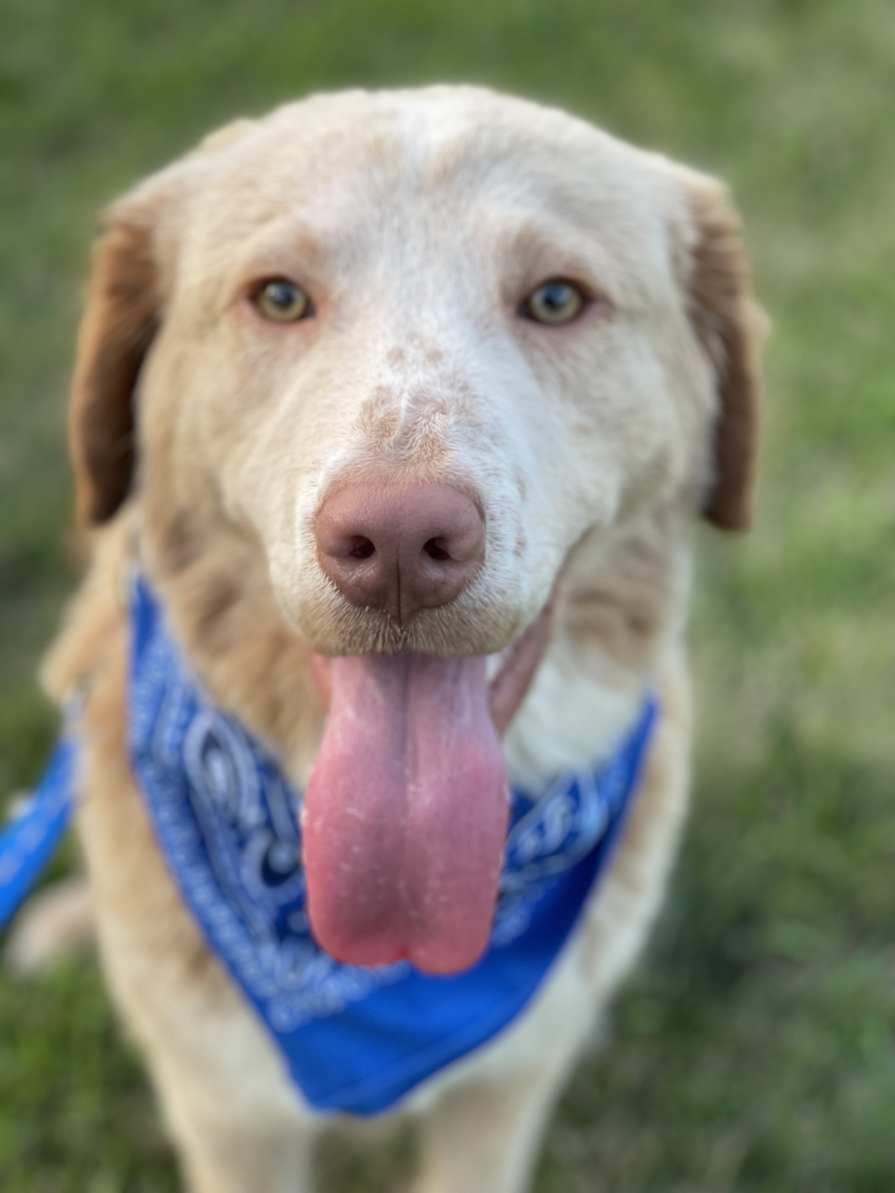 Available Dogs - The A.R.K - Animal Recycling Kennel