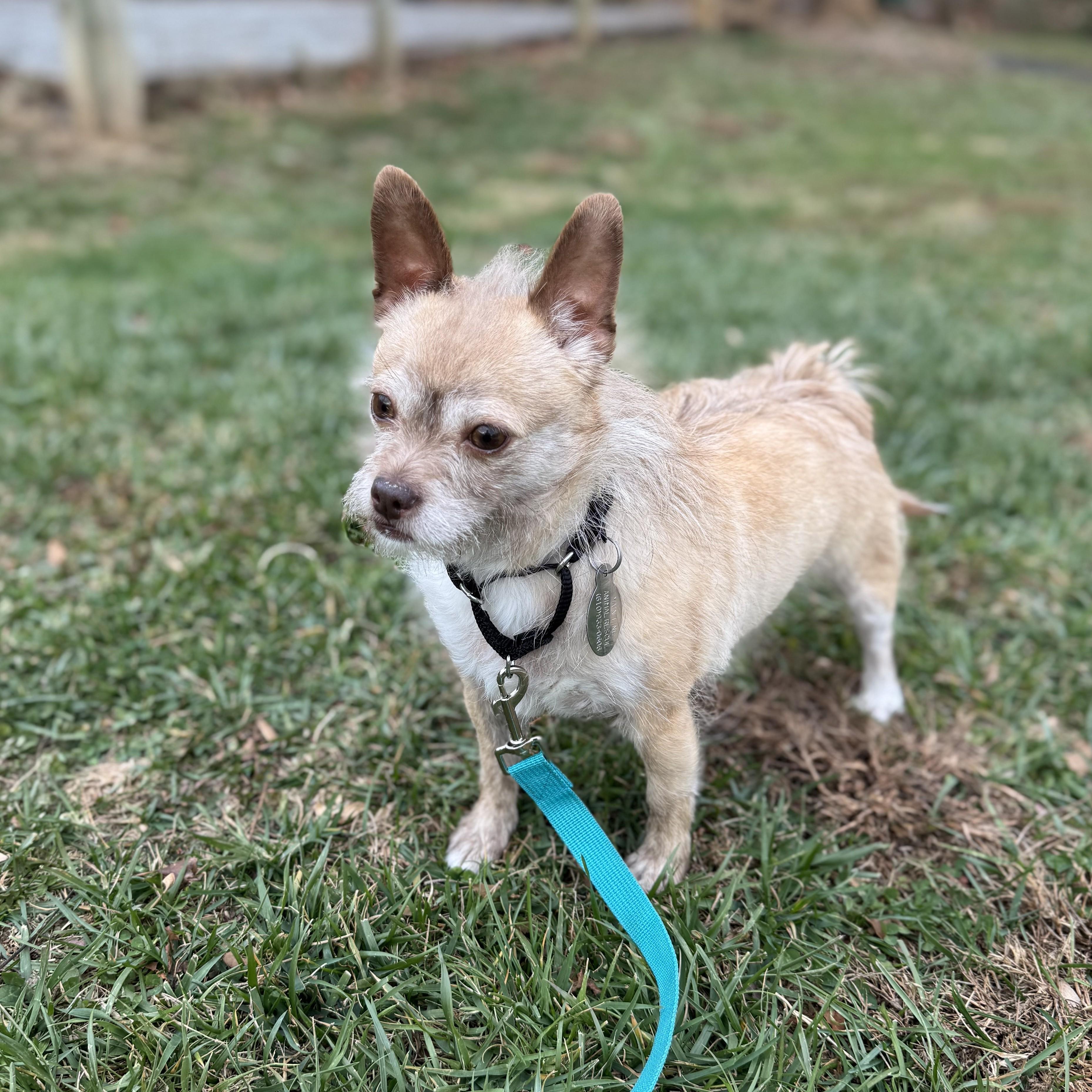 Dog for adoption - Traci, a Chihuahua & Terrier Mix in Phoenixville, PA | Petfinder
