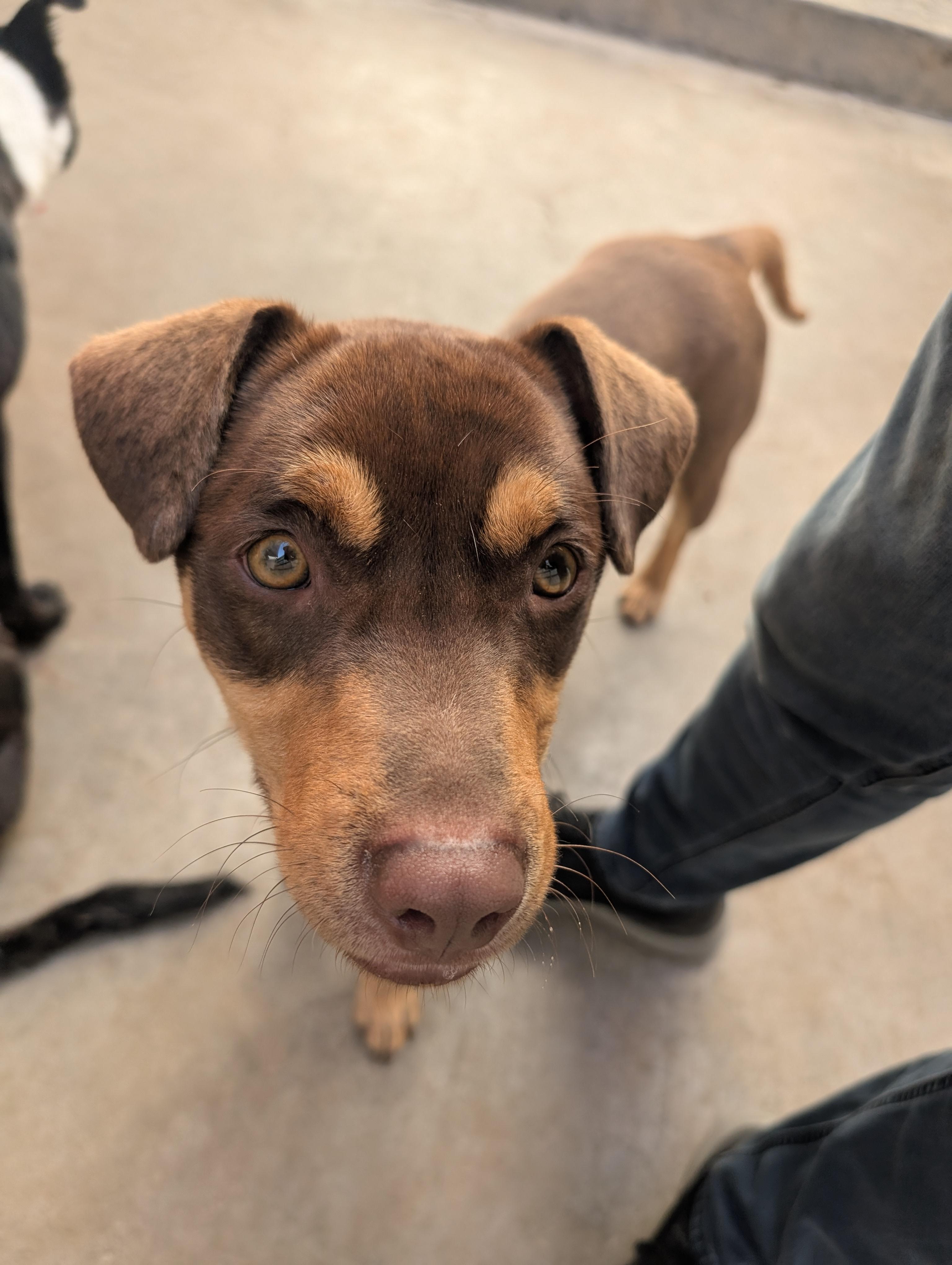 Dog for adoption - Benny, a Mixed Breed in Puyallup, WA | Petfinder