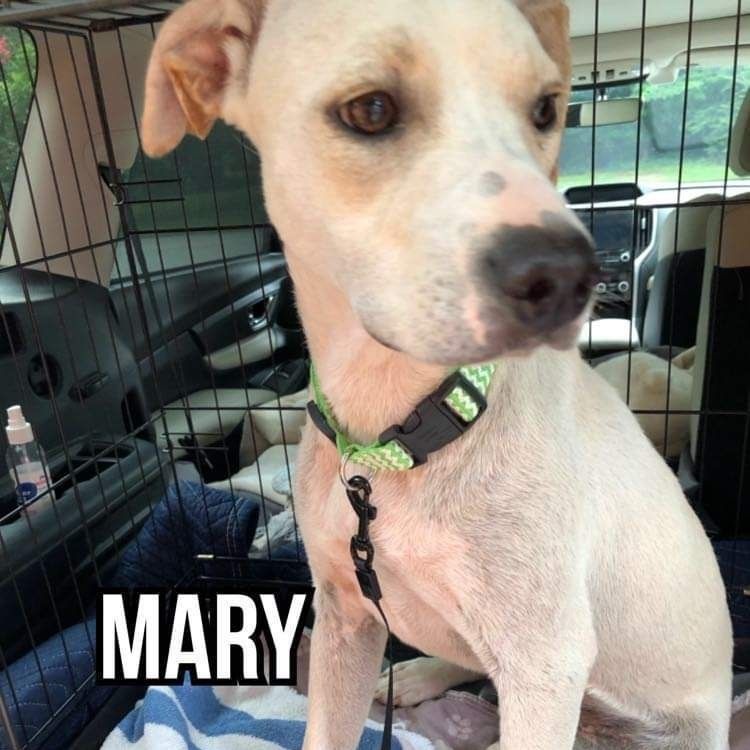 Dog for adoption - Mary, a Labrador Retriever in Manchester, CT | Petfinder