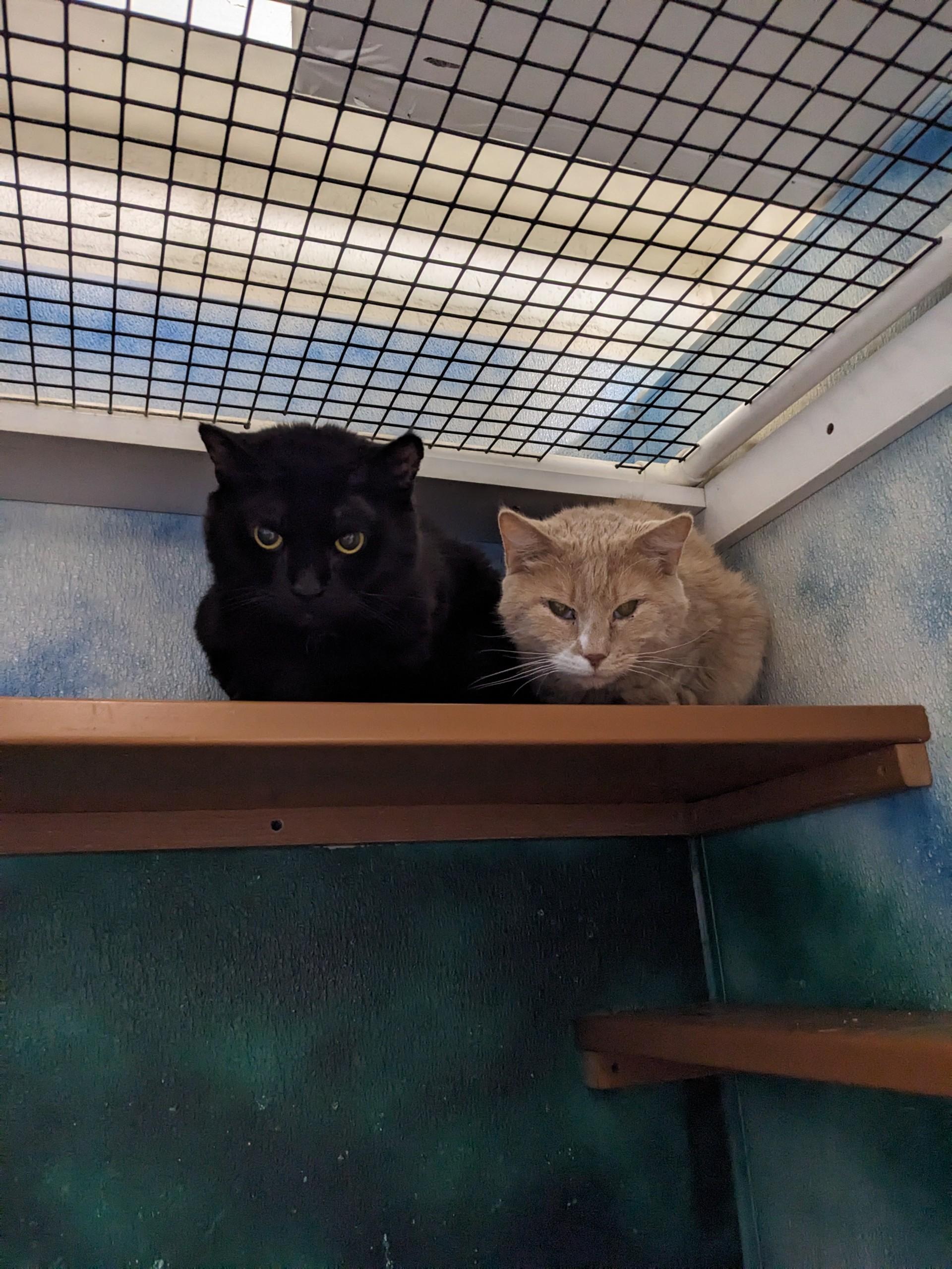 Cat for adoption - Kevin and Mr. Filch, a Domestic Short Hair in ...