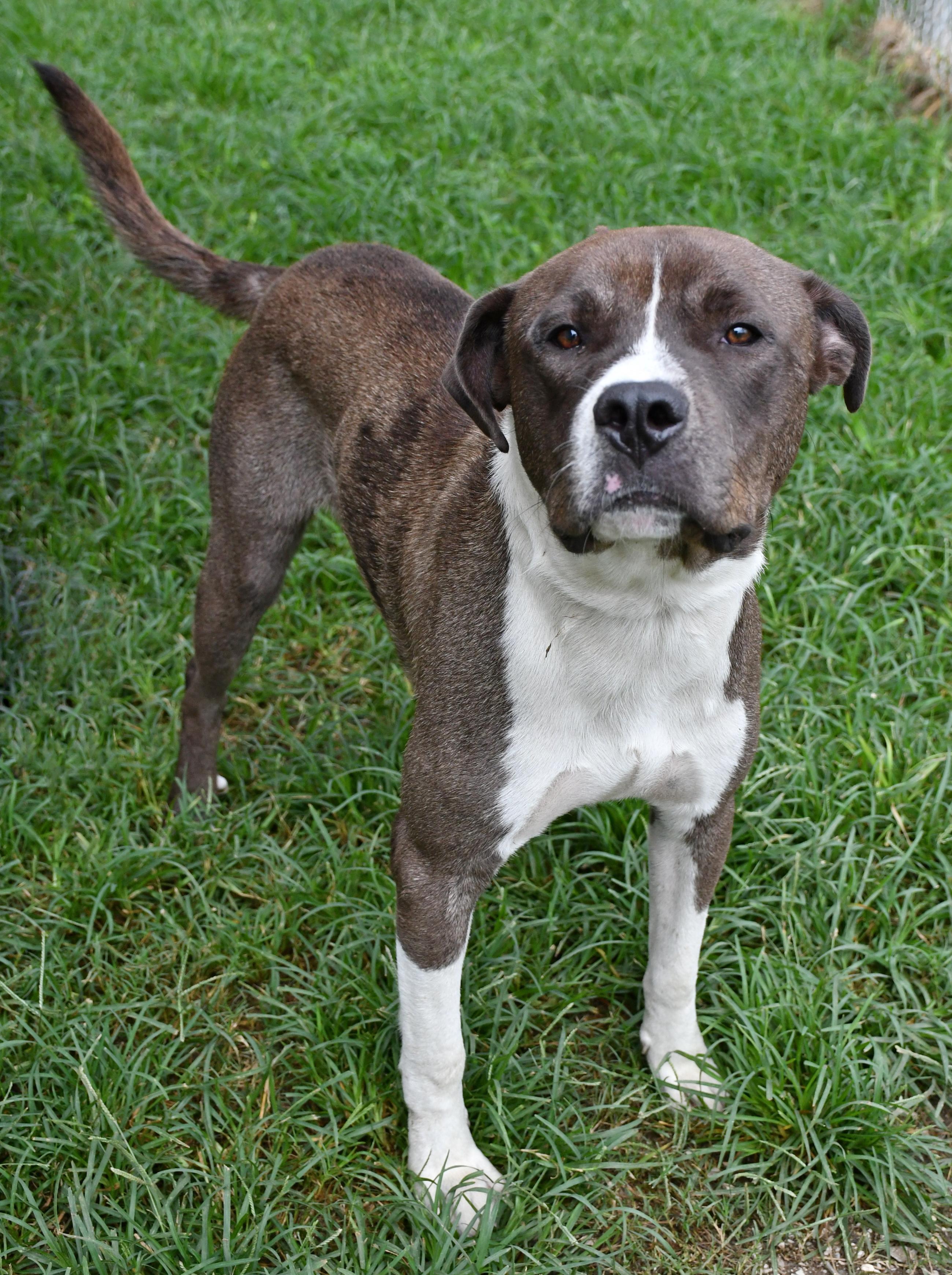 Dog for adoption - Penguin, a Pit Bull Terrier Mix in Beaumont, TX ...
