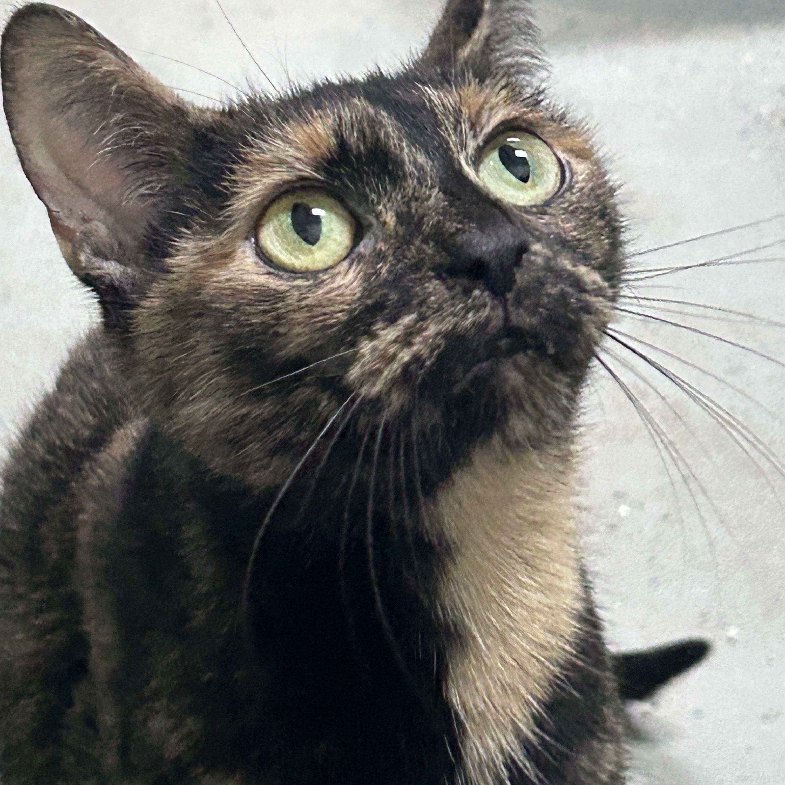 Cat for adoption - Scarlett, a Domestic Short Hair in Elyria, OH ...