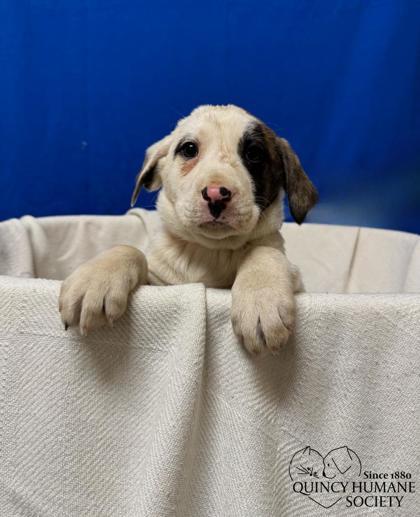 Dog for adoption - Ron Weasley, a Mixed Breed in Quincy, IL | Petfinder