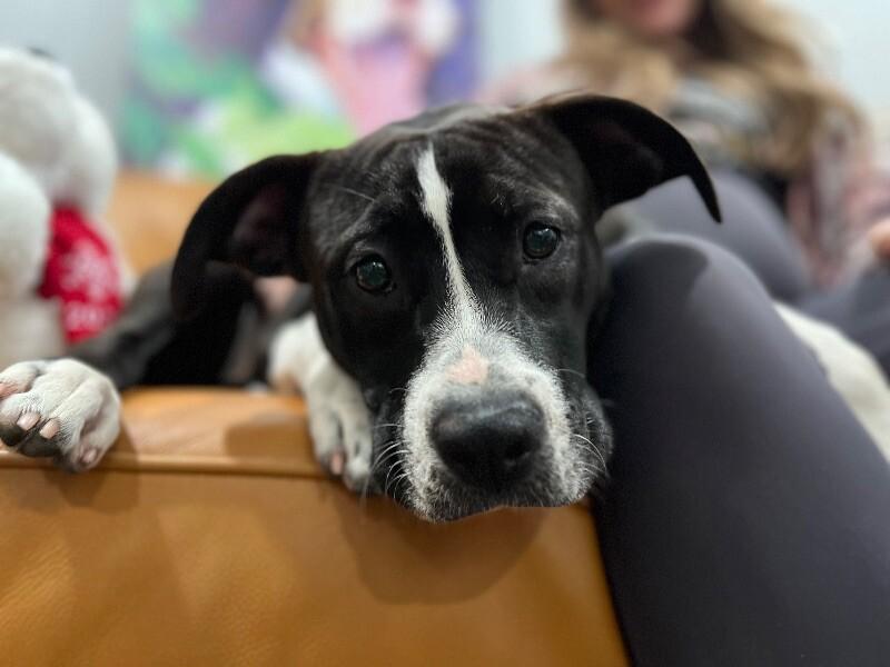 Dog for adoption - Scarlet Sandoval will Love Your Other Dogs!, a Boxer ...