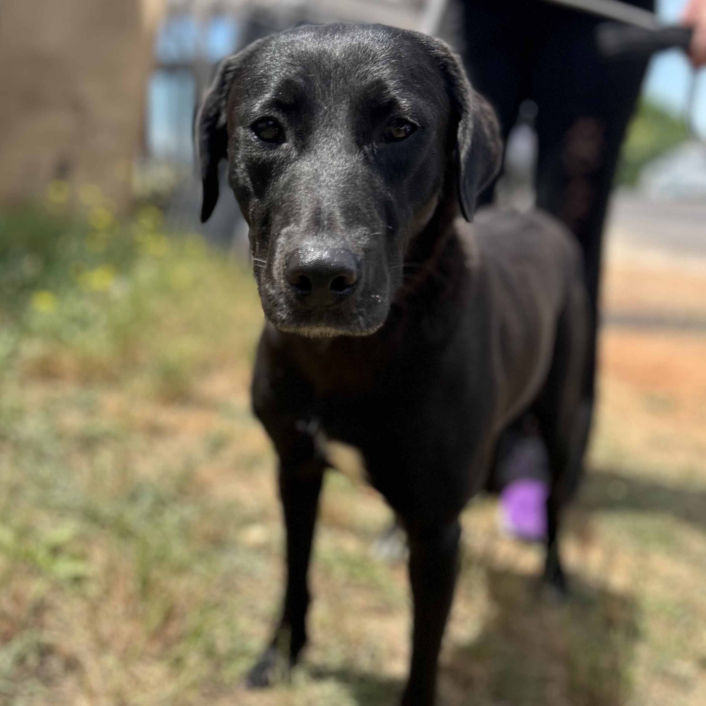 Dog for adoption - Nebula, a Labrador Retriever Mix in Howell, NJ ...