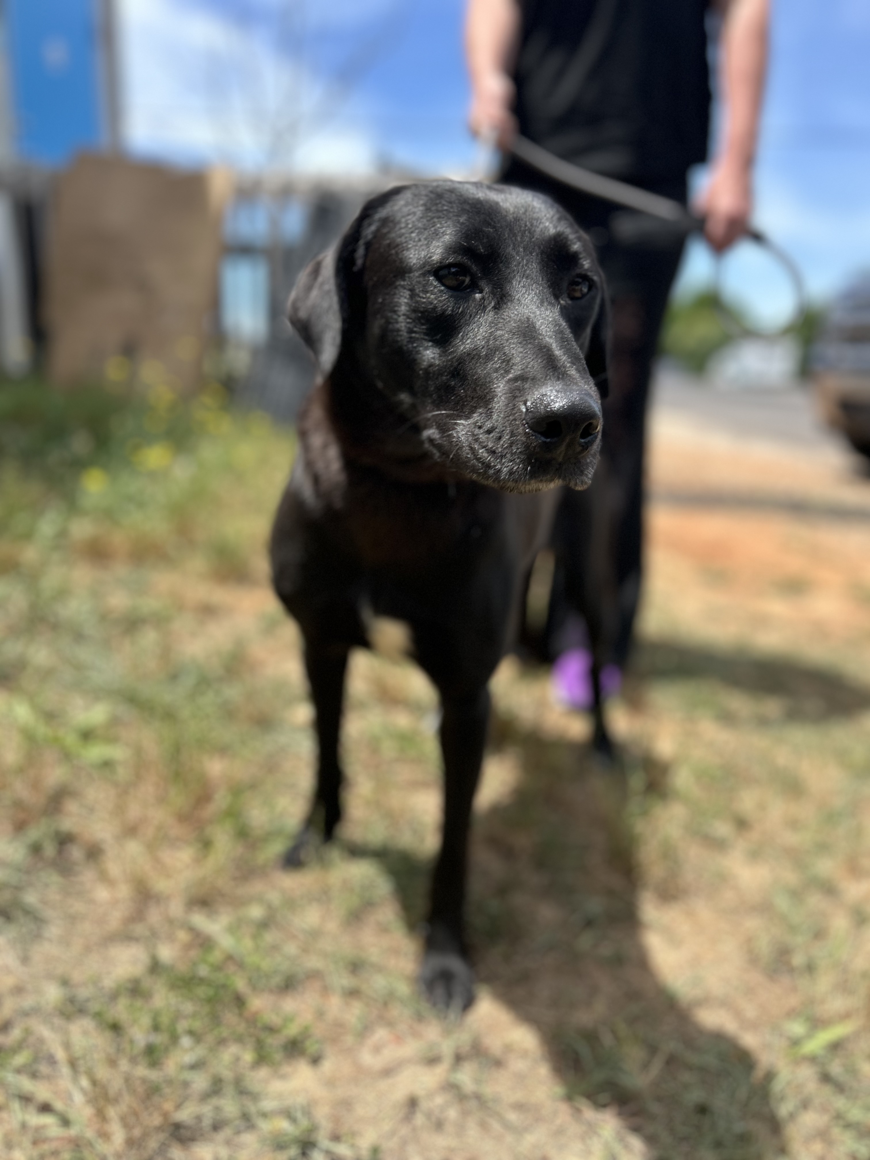 Dog for adoption - Nebula, a Labrador Retriever Mix in Howell, NJ ...