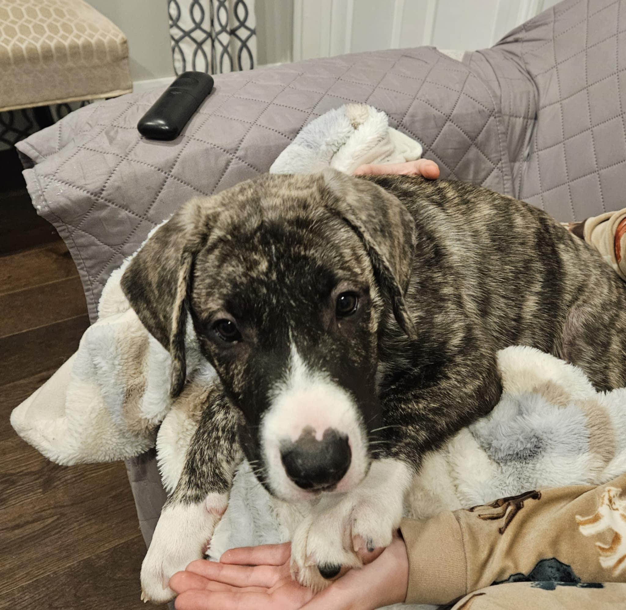 Dog for adoption - Bolt, a Mastiff & German Shepherd Dog Mix in Appin ...