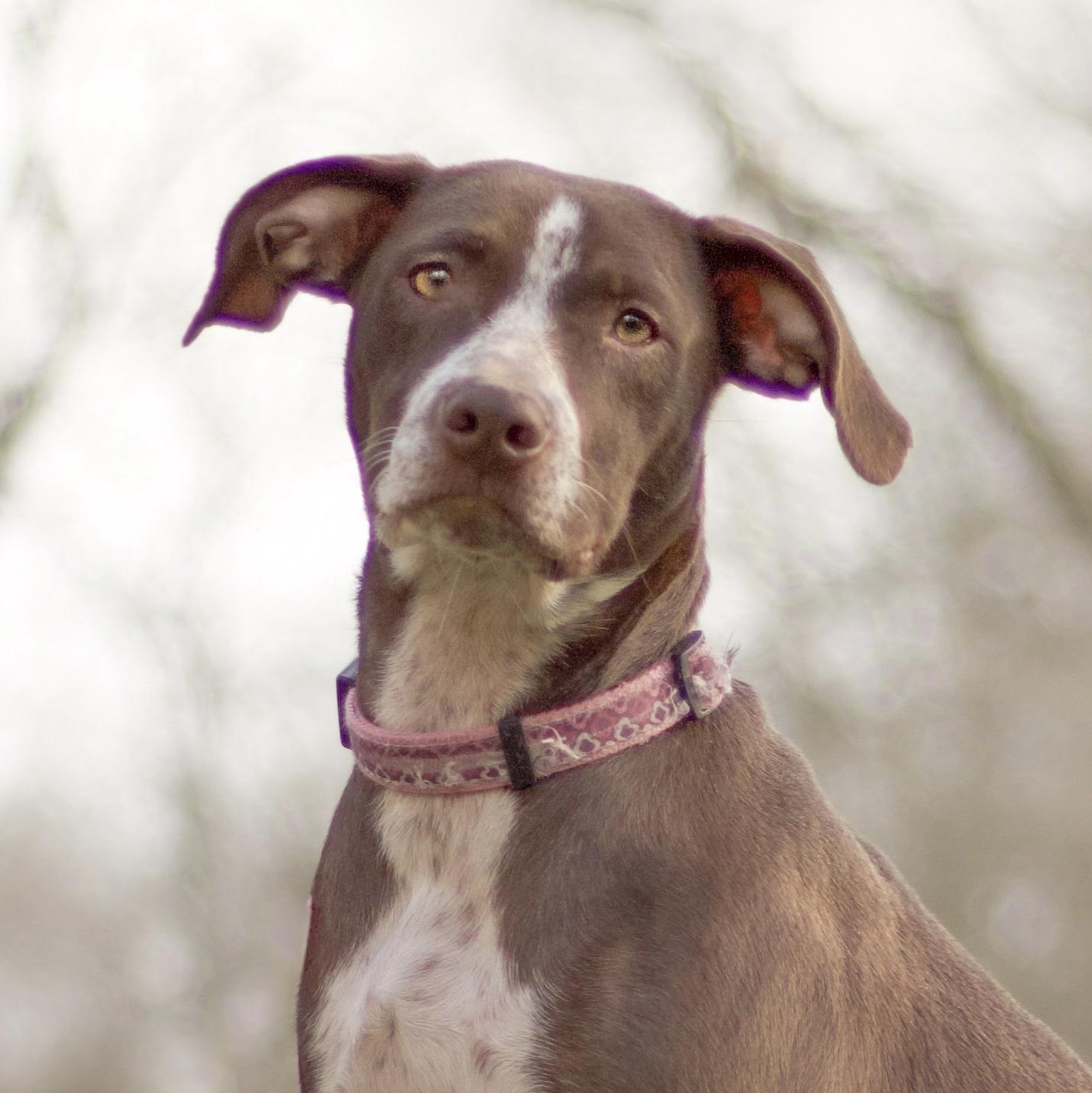 Dog for adoption - Ellie, a German Shorthaired Pointer Mix in ...