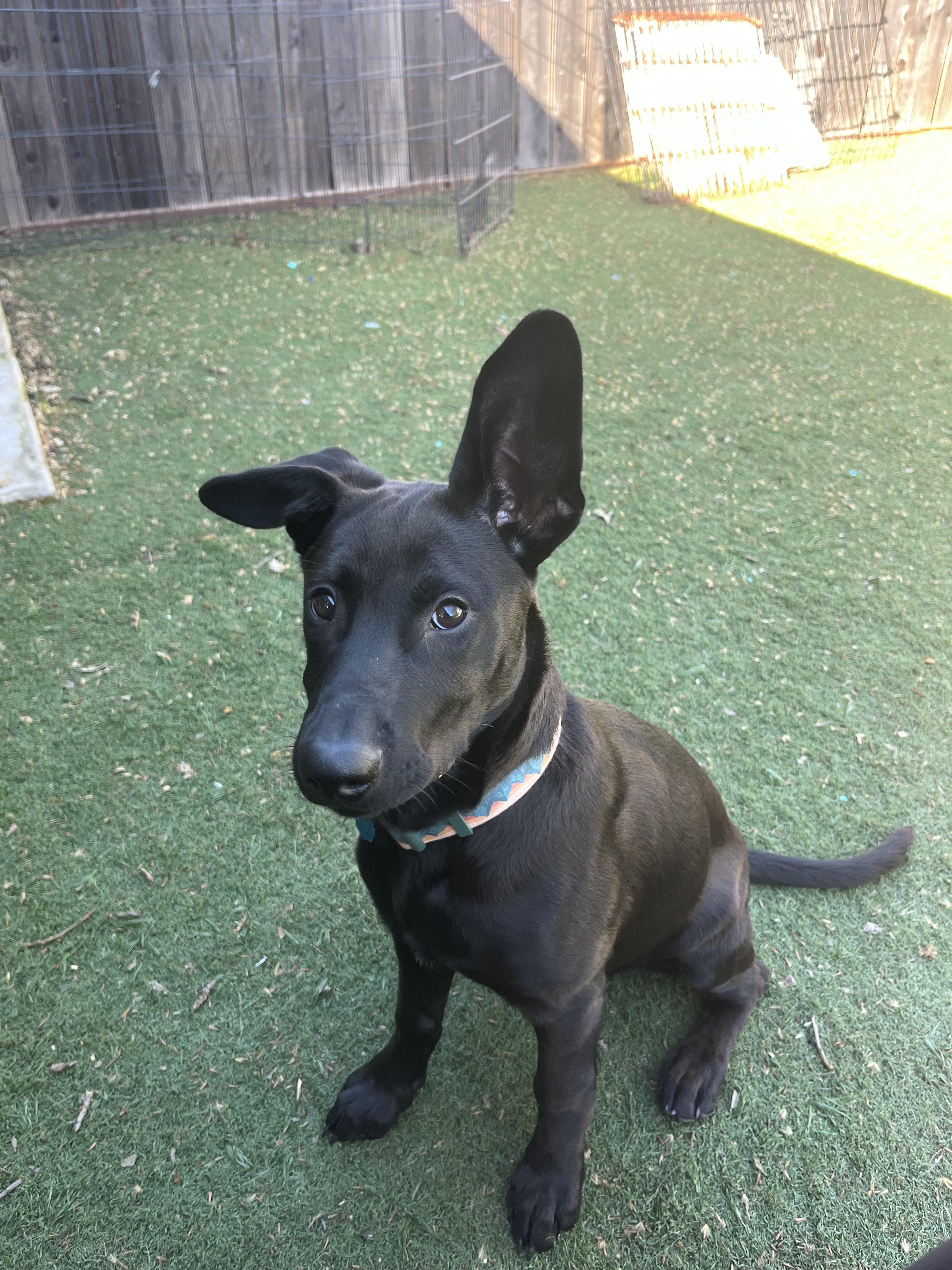 Dog for adoption - Bluey, a Labrador Retriever Mix in Sacramento, CA ...