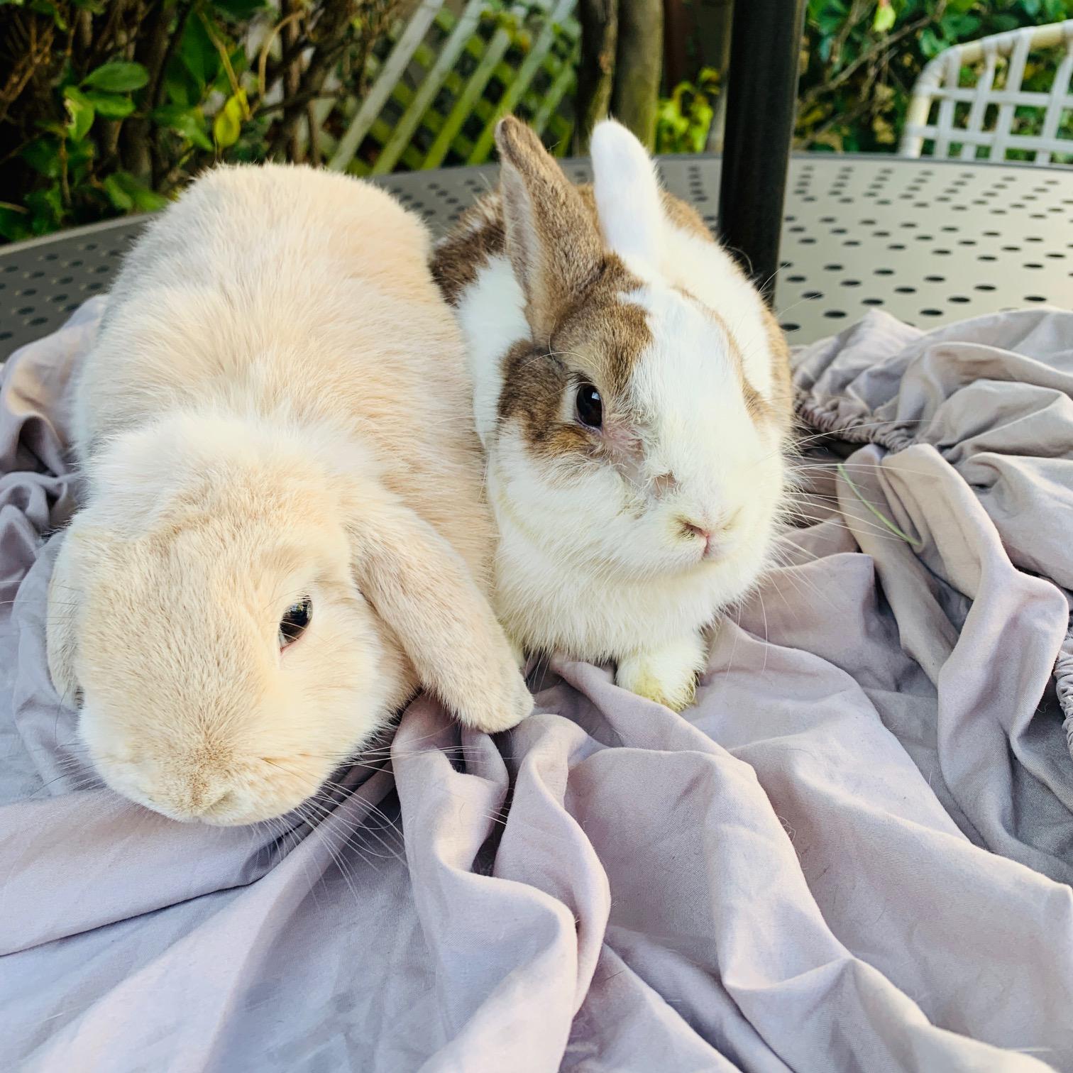 Rabbit for adoption - Mochaccino & Carmel, a Holland Lop & Dutch Mix in ...