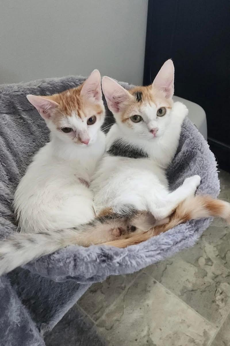 Cat for adoption - WINTER (Bonded w/Noel), a Domestic Short Hair in ...