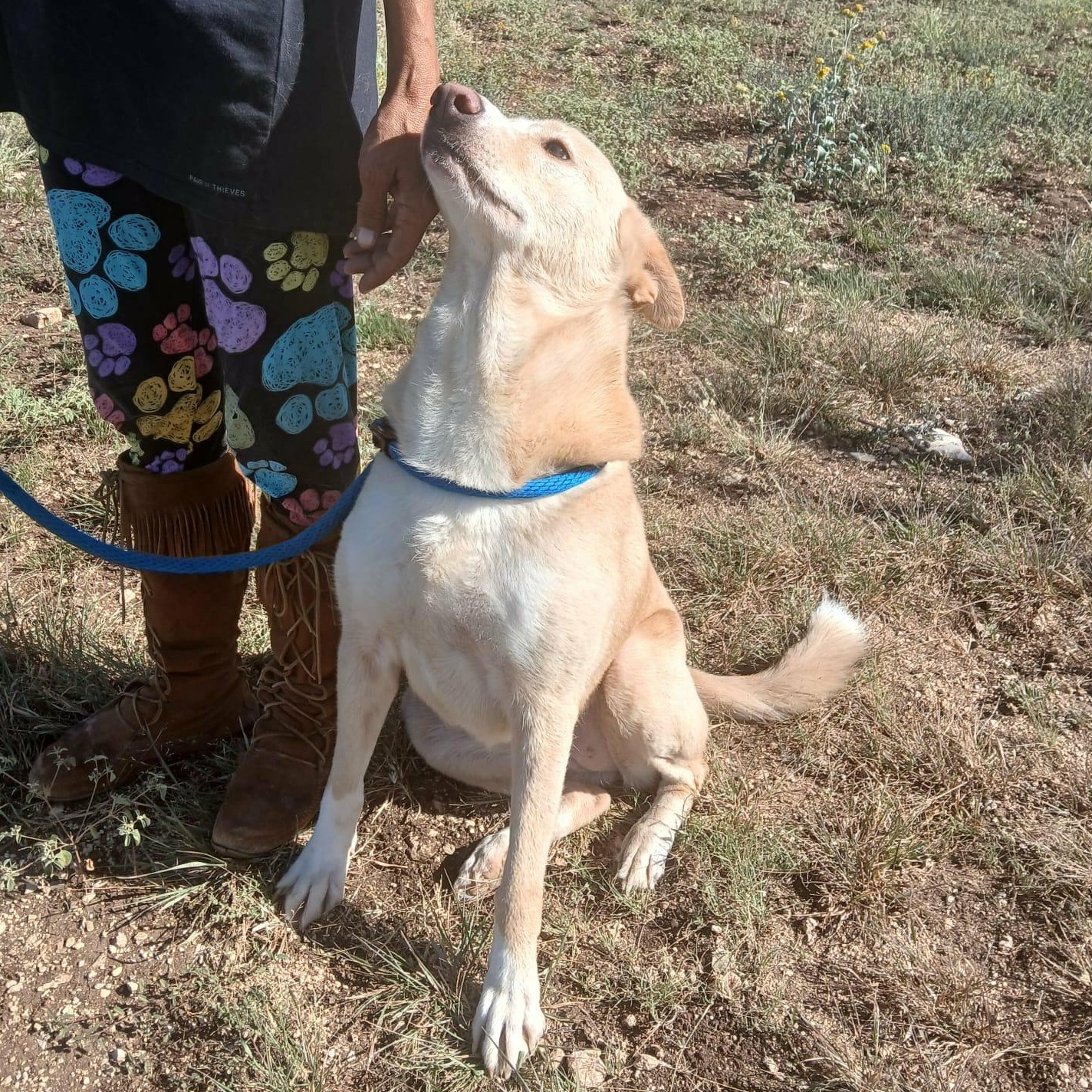 Dog for adoption - MISS FAITH > Bleeding Heart Society, a Basenji & Labrador Retriever Mix in ...
