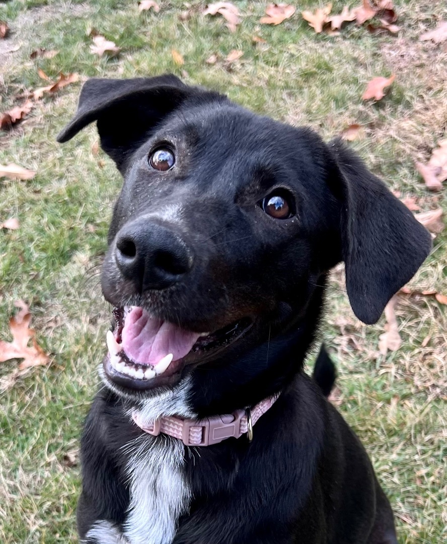 Dog for adoption - Kate, a Black Labrador Retriever in Allentown, PA ...