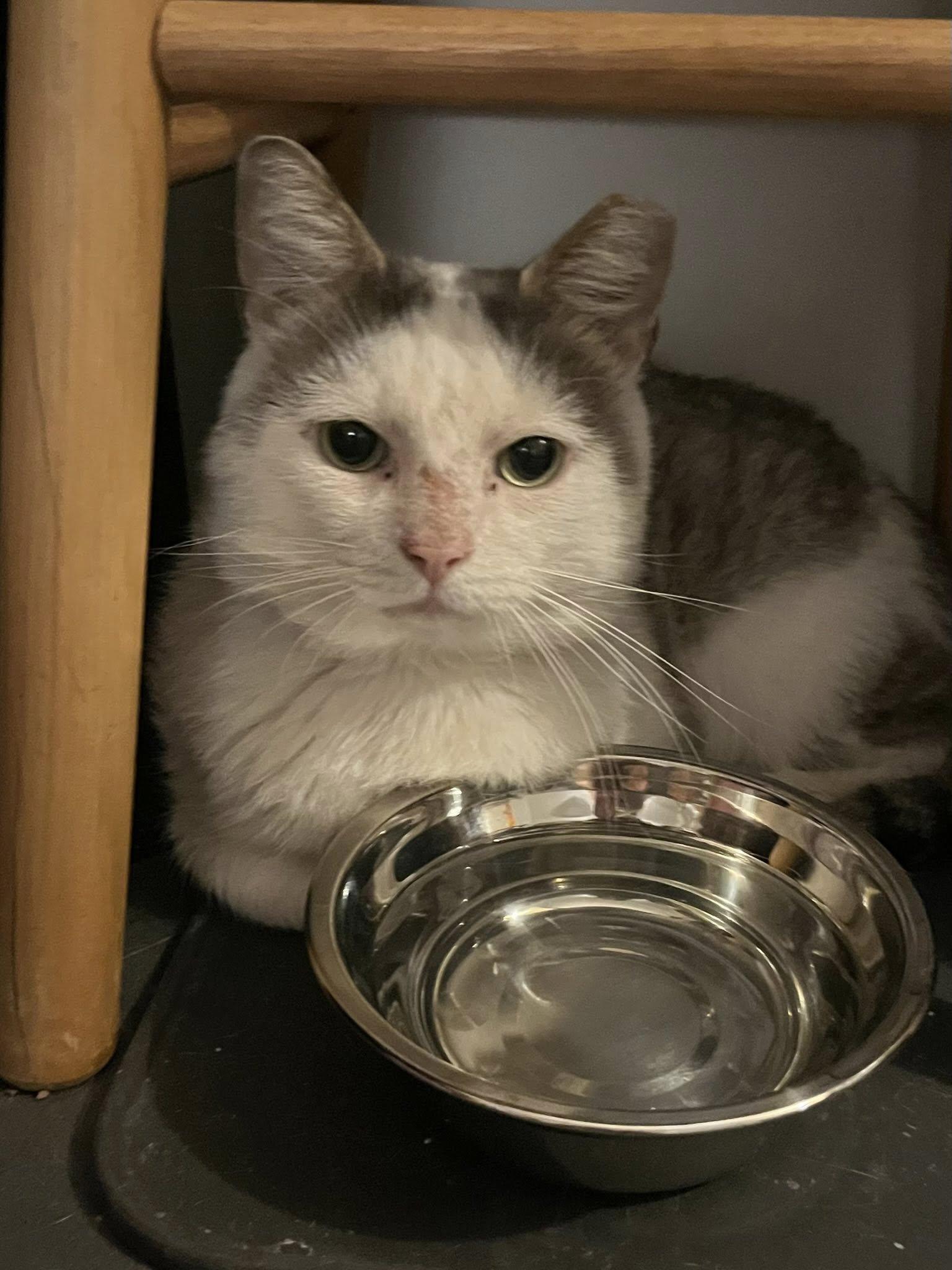 Cat for adoption - Colton, a Domestic Short Hair in Independence, OH ...