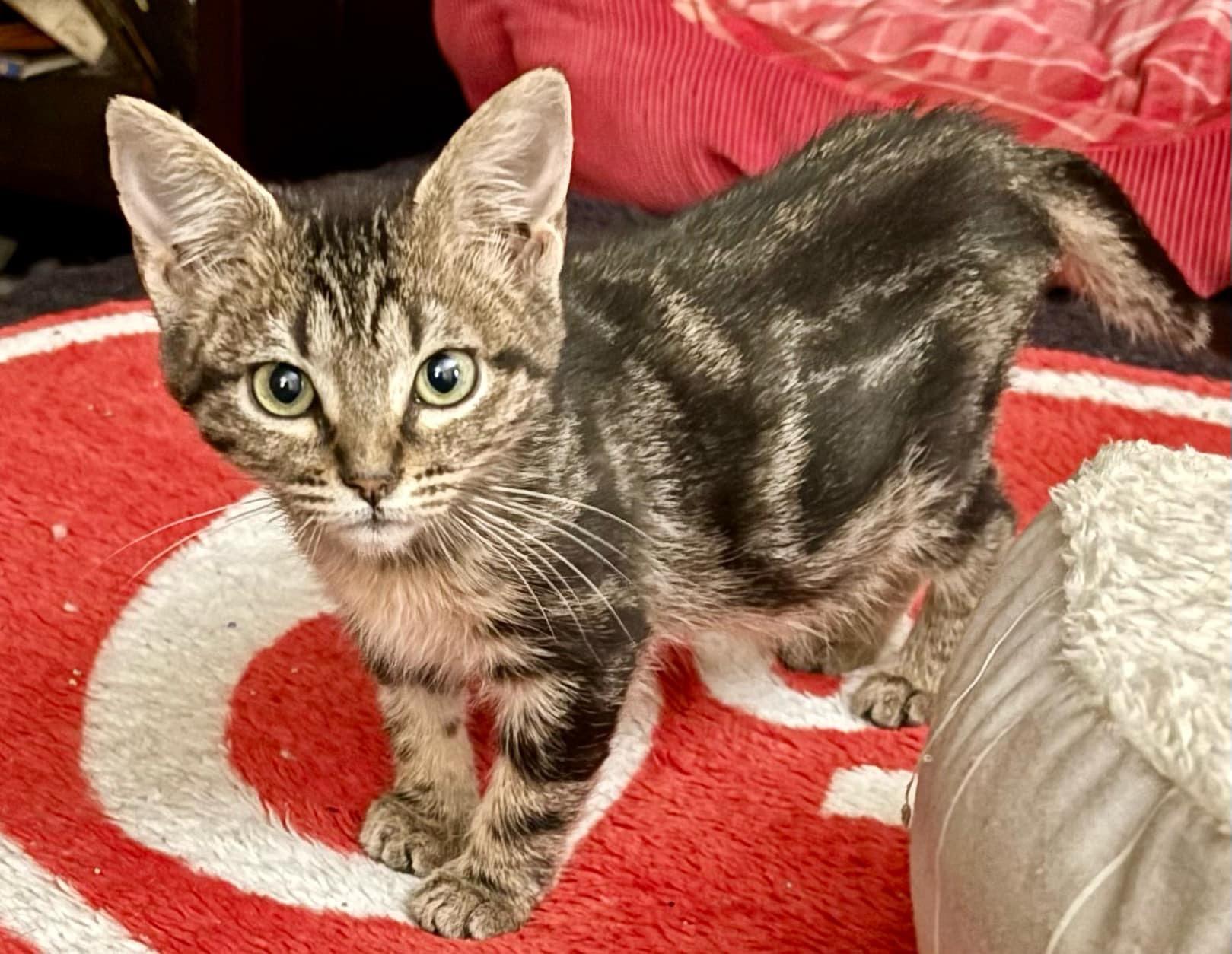 Cat for adoption - Lilly, a Tabby Mix in Westerly, RI | Petfinder