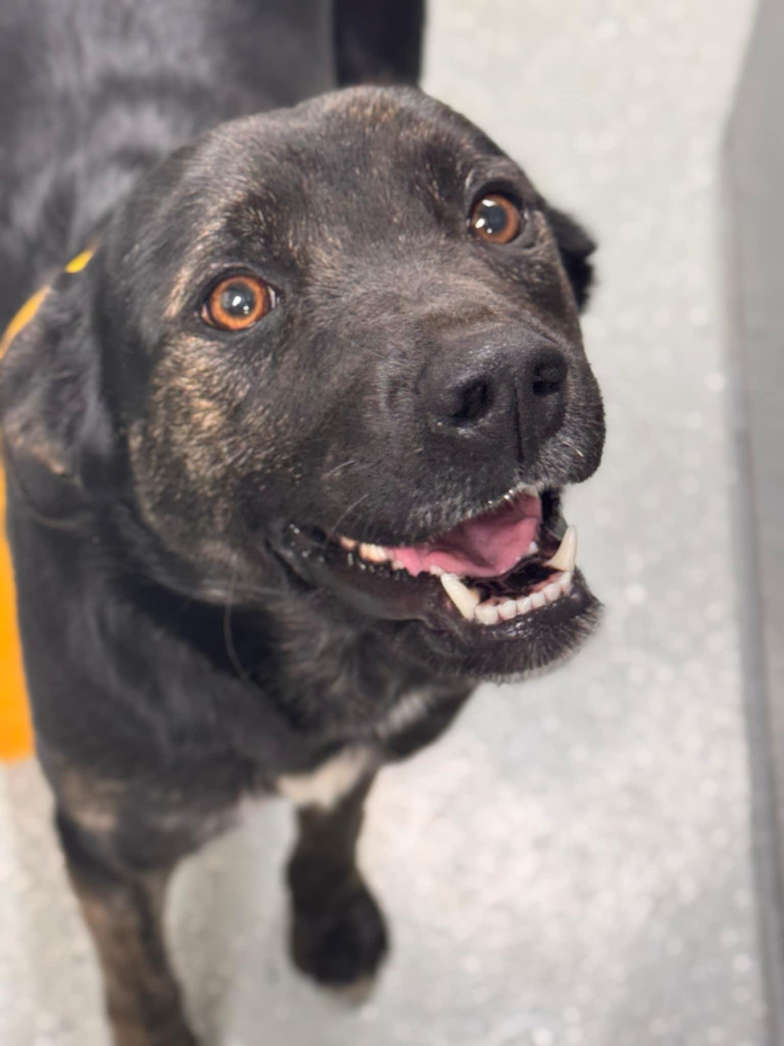 Dog for adoption - Delta, a Flat-Coated Retriever Mix in Spiceland, IN ...