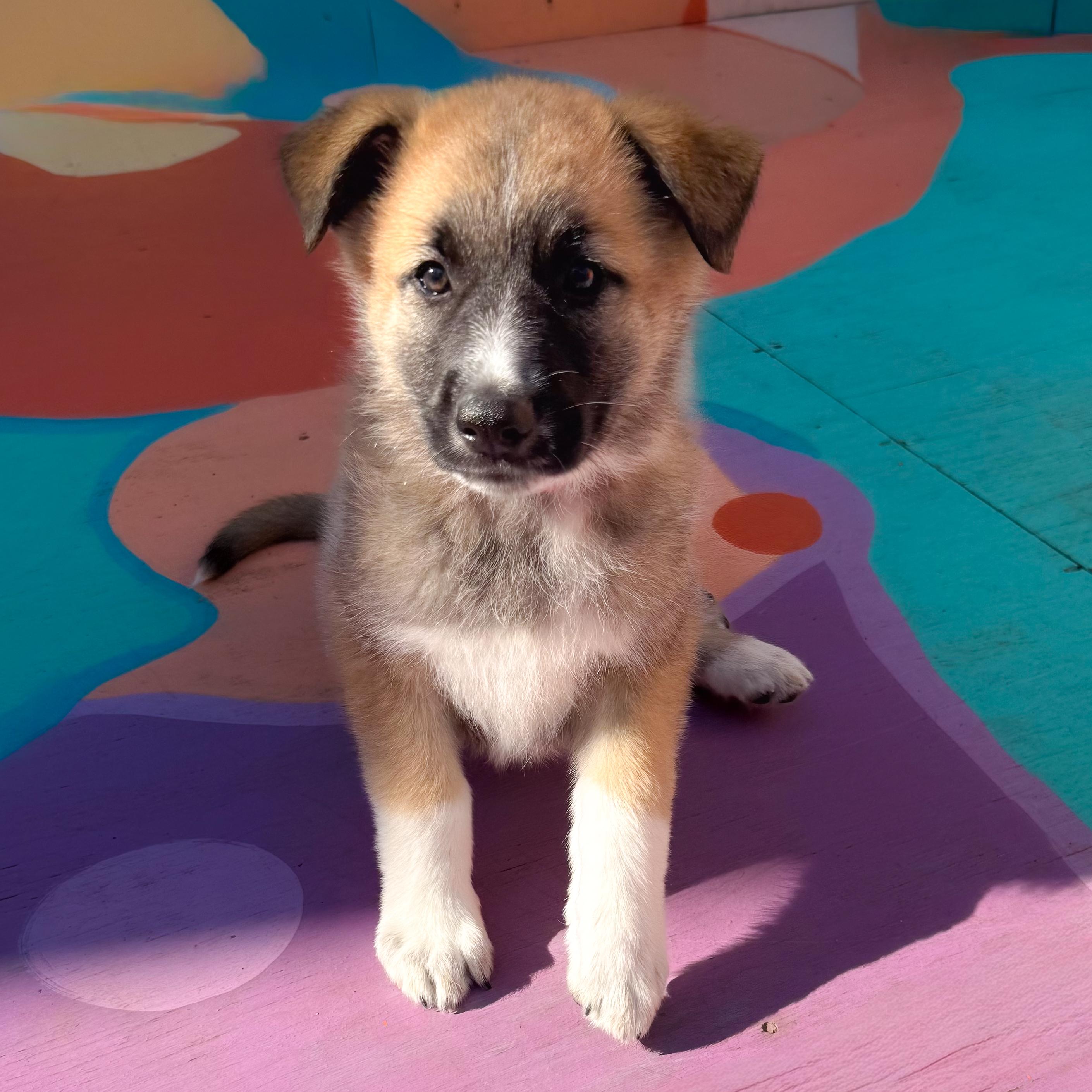 Dog for adoption - Lilo, a German Shepherd Dog Mix in Dallas, TX ...
