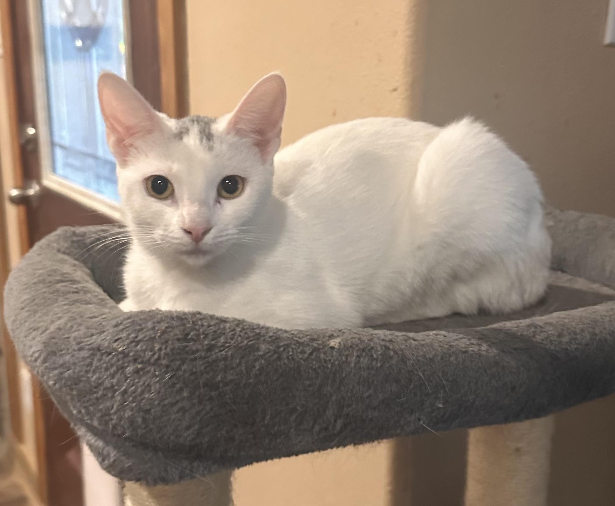 Cat for adoption - Shorty (Jamie’s), a Domestic Short Hair Mix in ...