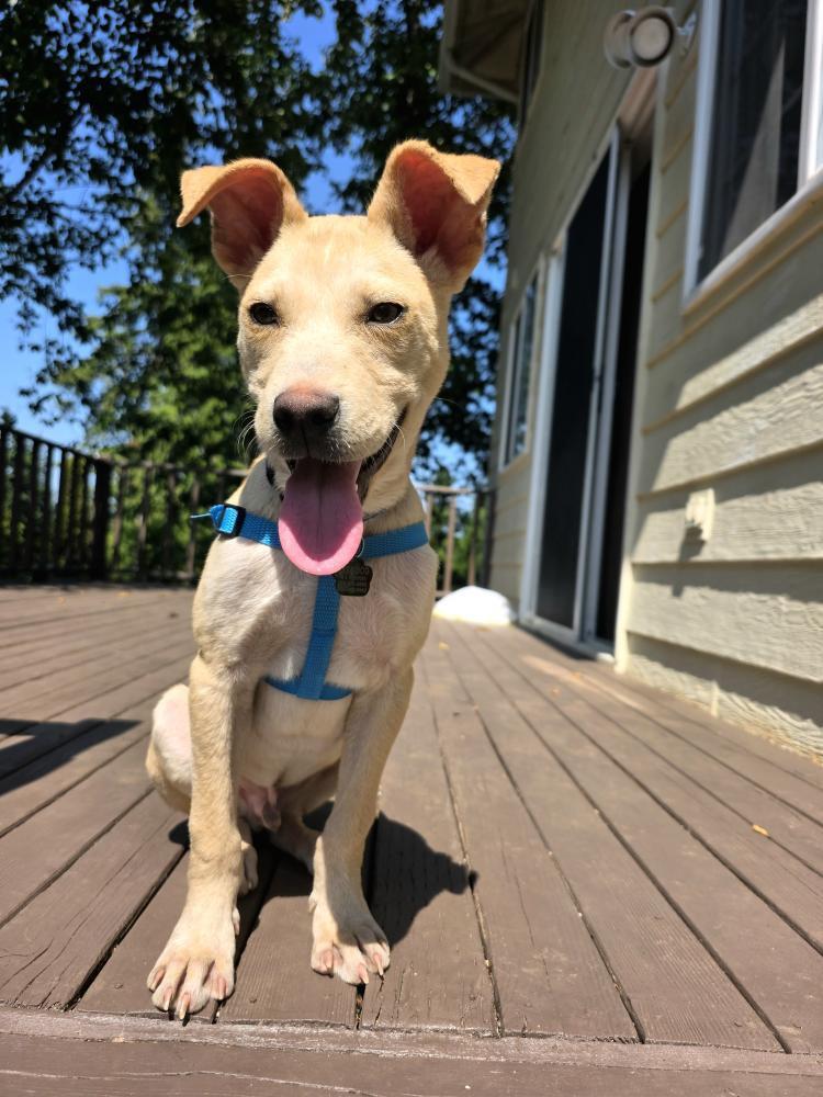 Dog for adoption - Max, a Mixed Breed in Puyallup, WA | Petfinder