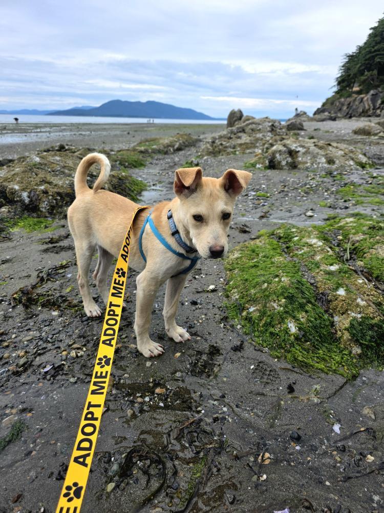 Dog for adoption - Max, a Mixed Breed in Puyallup, WA | Petfinder