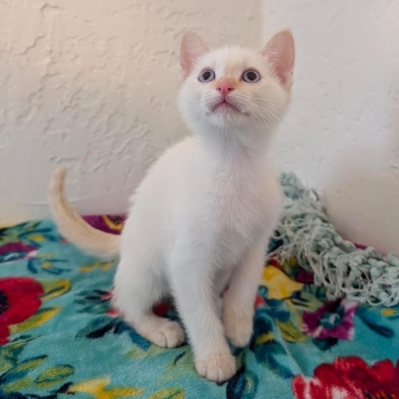 Cat for adoption - Brian, a Siamese Mix in Warr Acres, OK | Petfinder