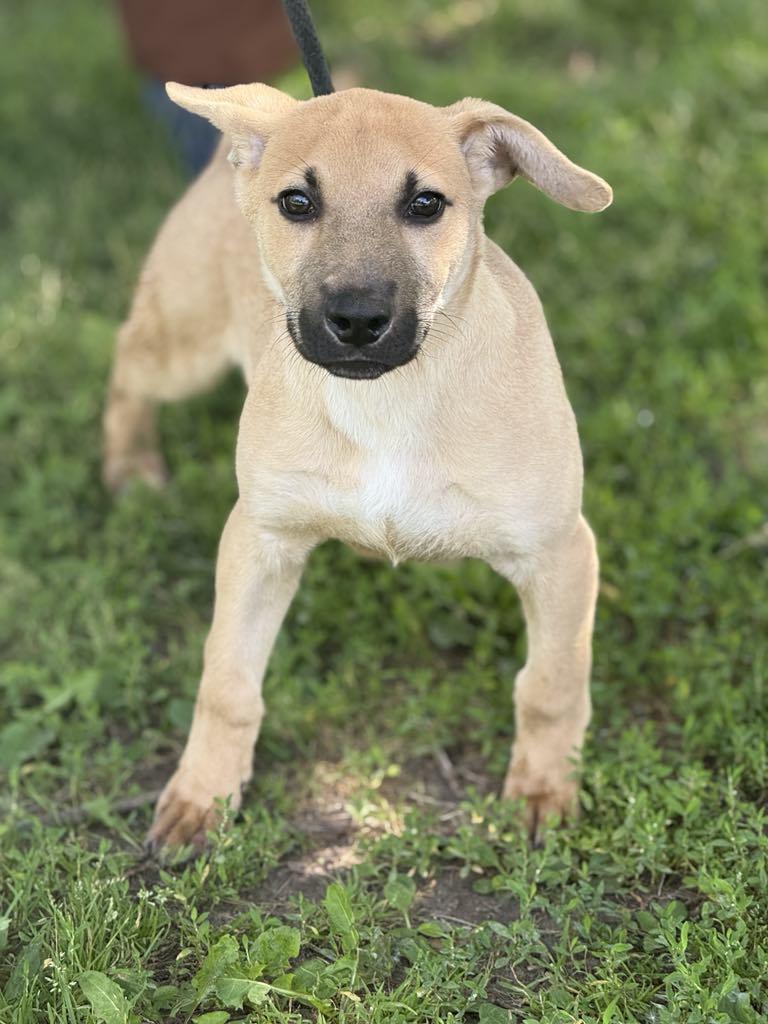 Dog for adoption - Jerrico (in a FOSTER home), a Black Mouth Cur in ...