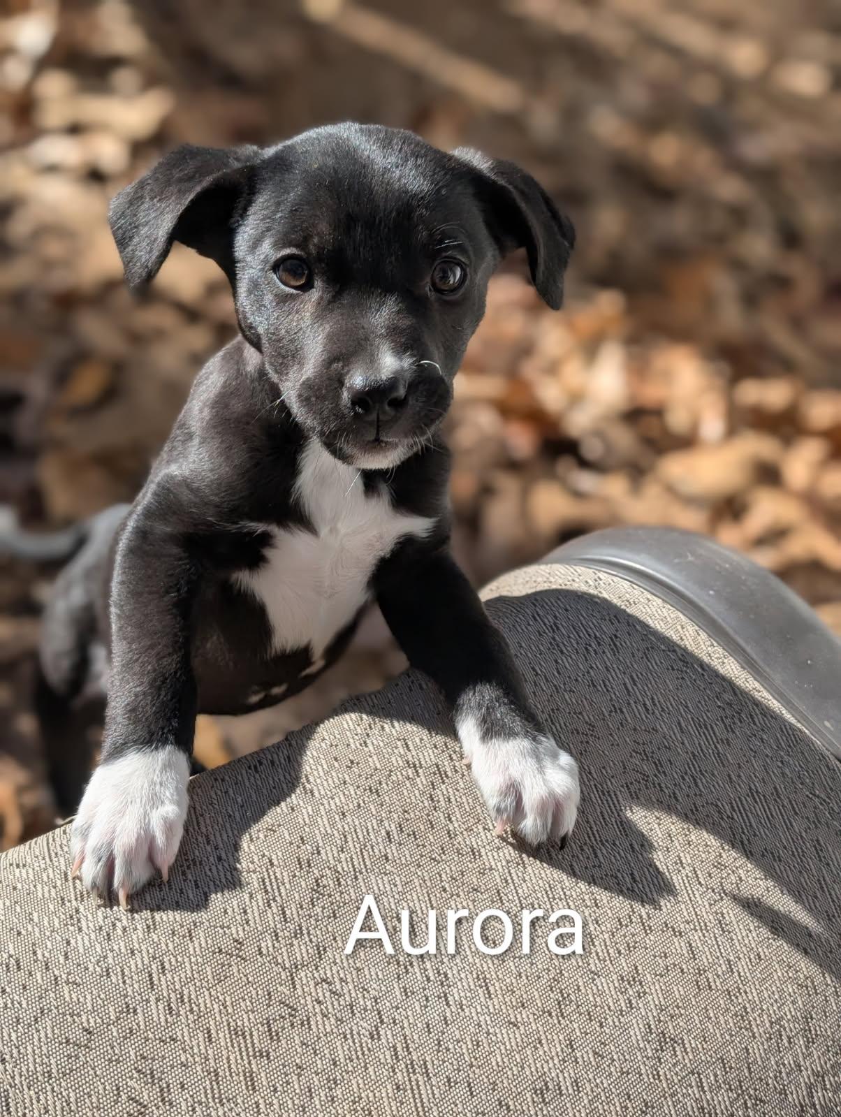 Dog for adoption - Aurora, a Mixed Breed in Pembroke, MA | Petfinder
