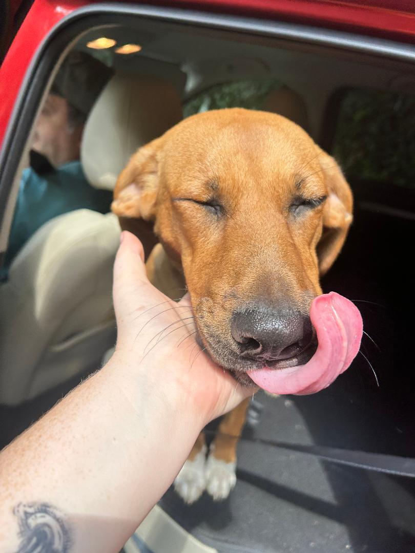 Dog for adoption - Maggie, a Mountain Cur & Feist Mix in Bryson City ...