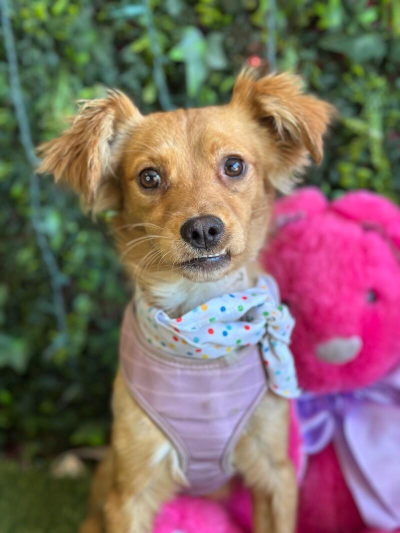 Dog for adoption - Wasabi, a Papillon & Cocker Spaniel Mix in Gilroy ...
