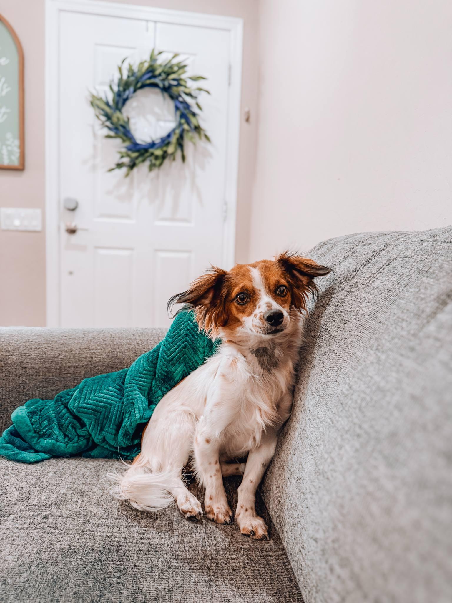 Dog for adoption - Danny, a Dachshund & Papillon Mix in Goodyear, AZ ...