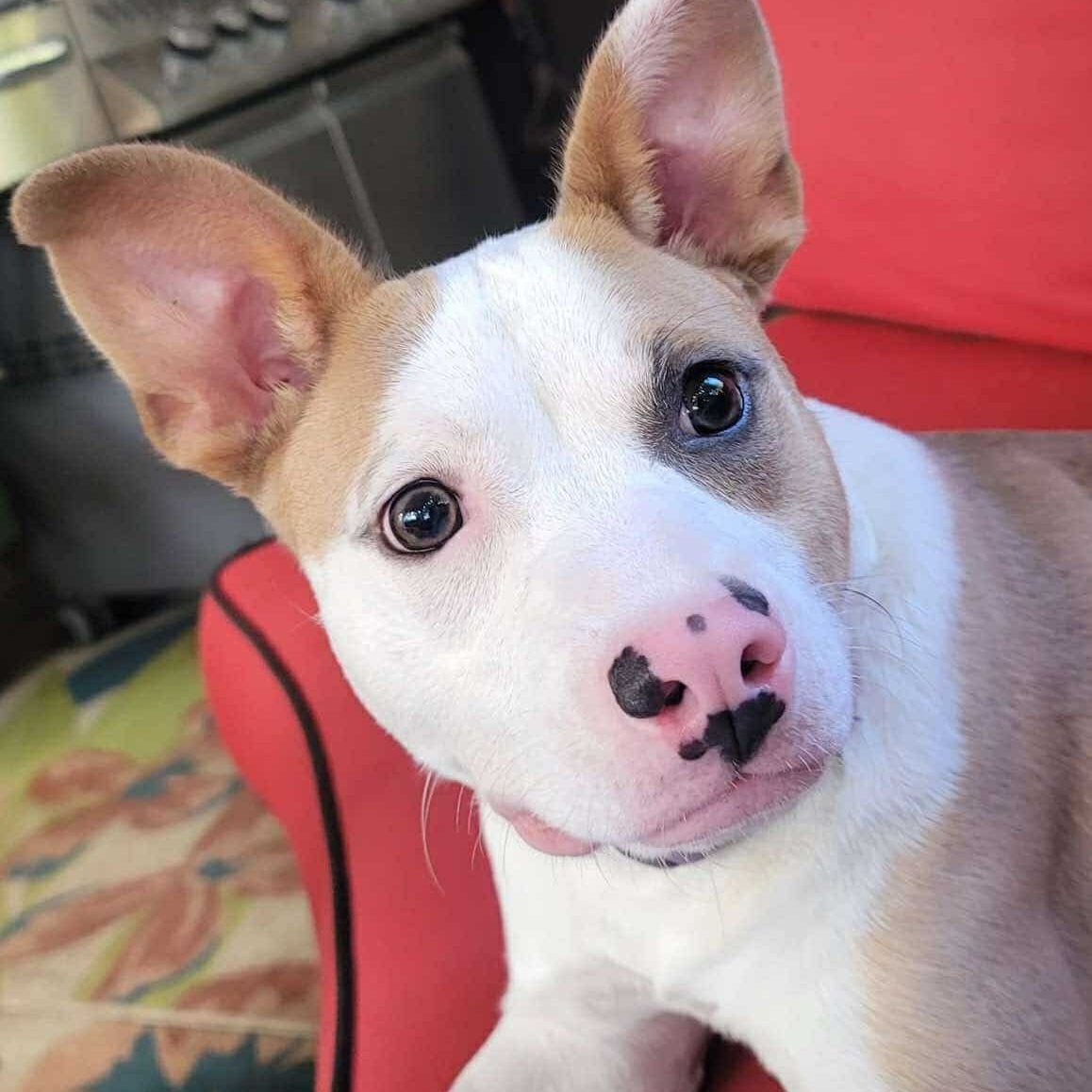 Dog for adoption - Rue, a Pit Bull Terrier & American Staffordshire ...