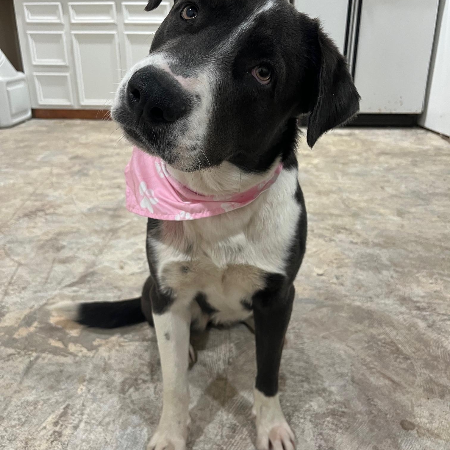 Dog for adoption - Pop Tart+, a Labrador Retriever Mix in Greenville ...