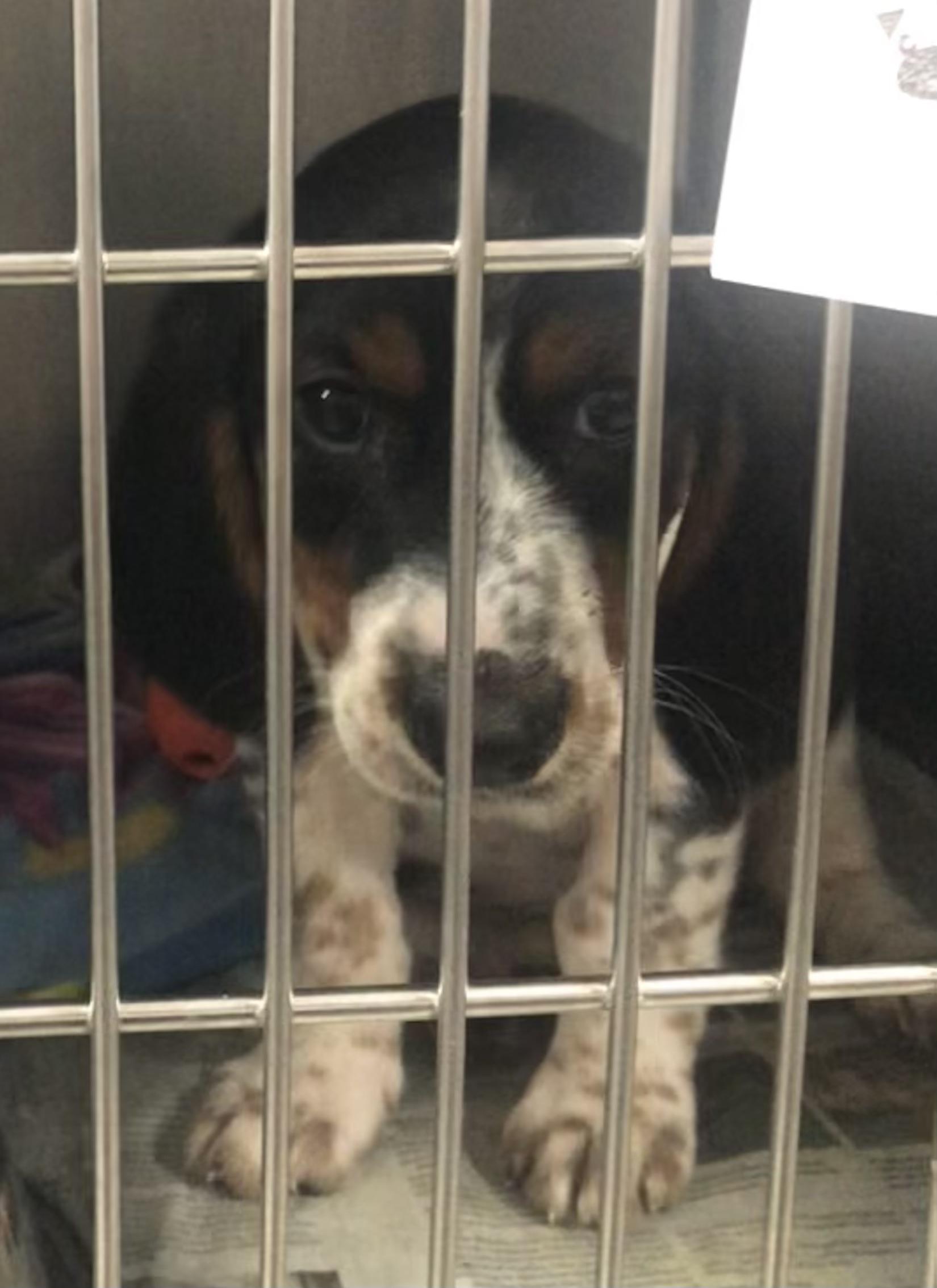 Dog for adoption - Grumpy, a Beagle Mix in Parma, OH | Petfinder