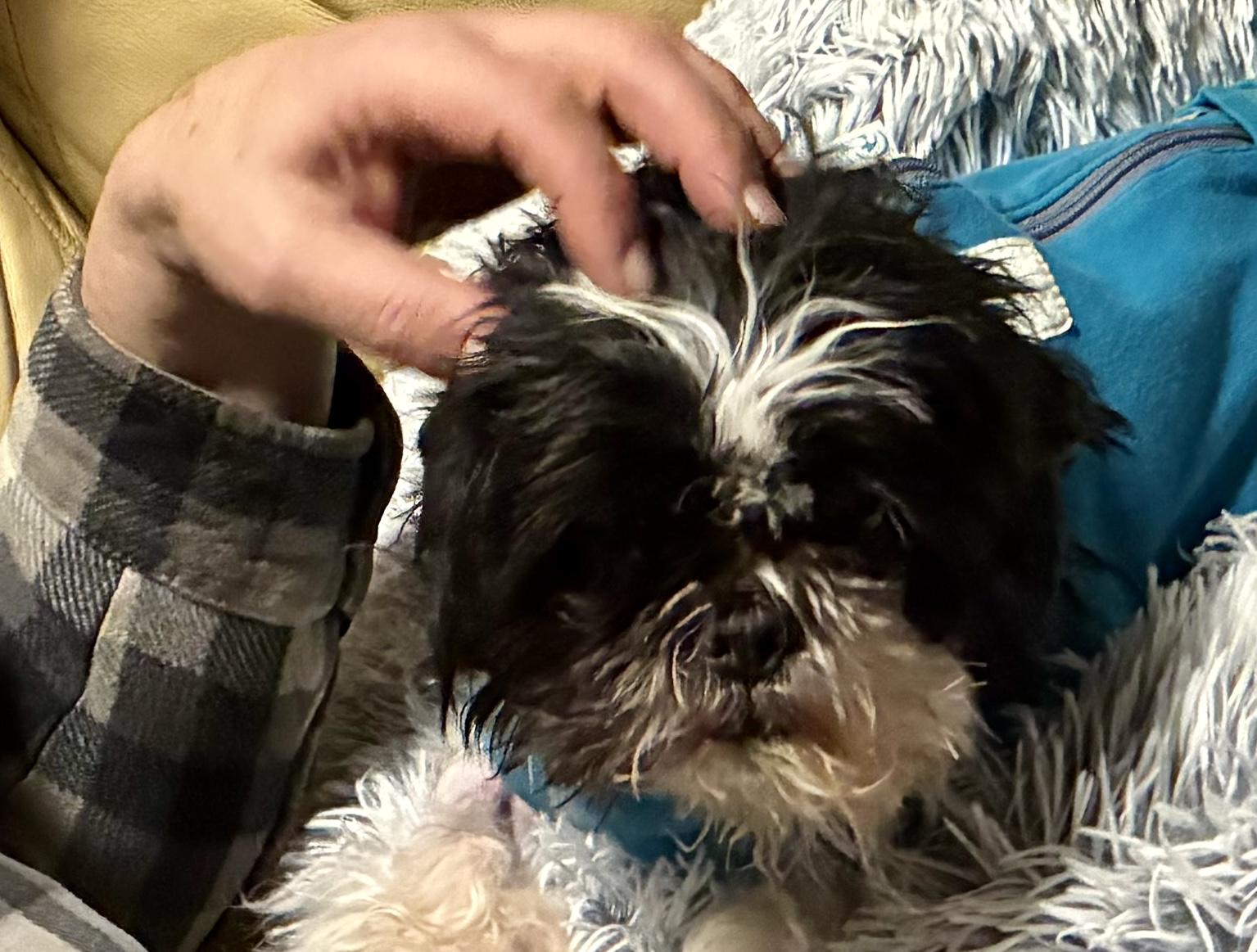 Cappy - Adoptable Pet | Petfinder | Petfinder