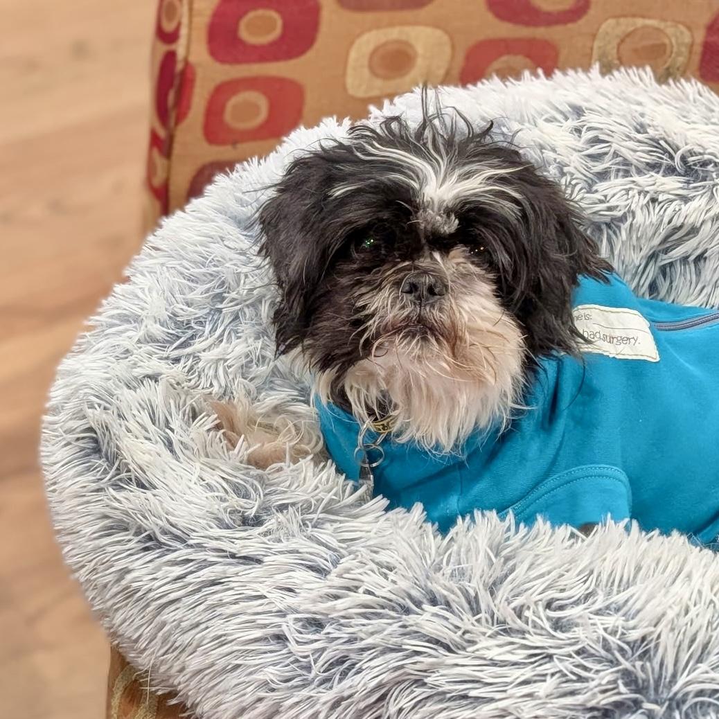 Cappy - Adoptable Pet | Petfinder | Petfinder