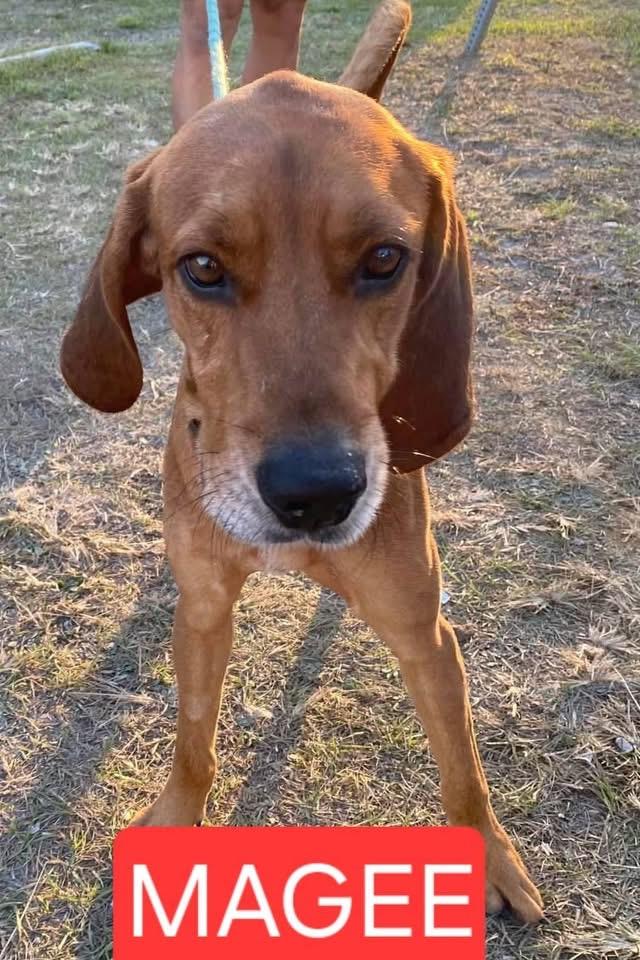 Dog for adoption - Magee, a Mixed Breed in Palatka, FL | Petfinder