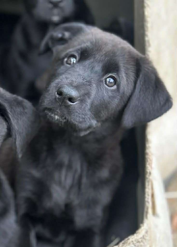 Lars - Adoptable Pet | Petfinder | Petfinder