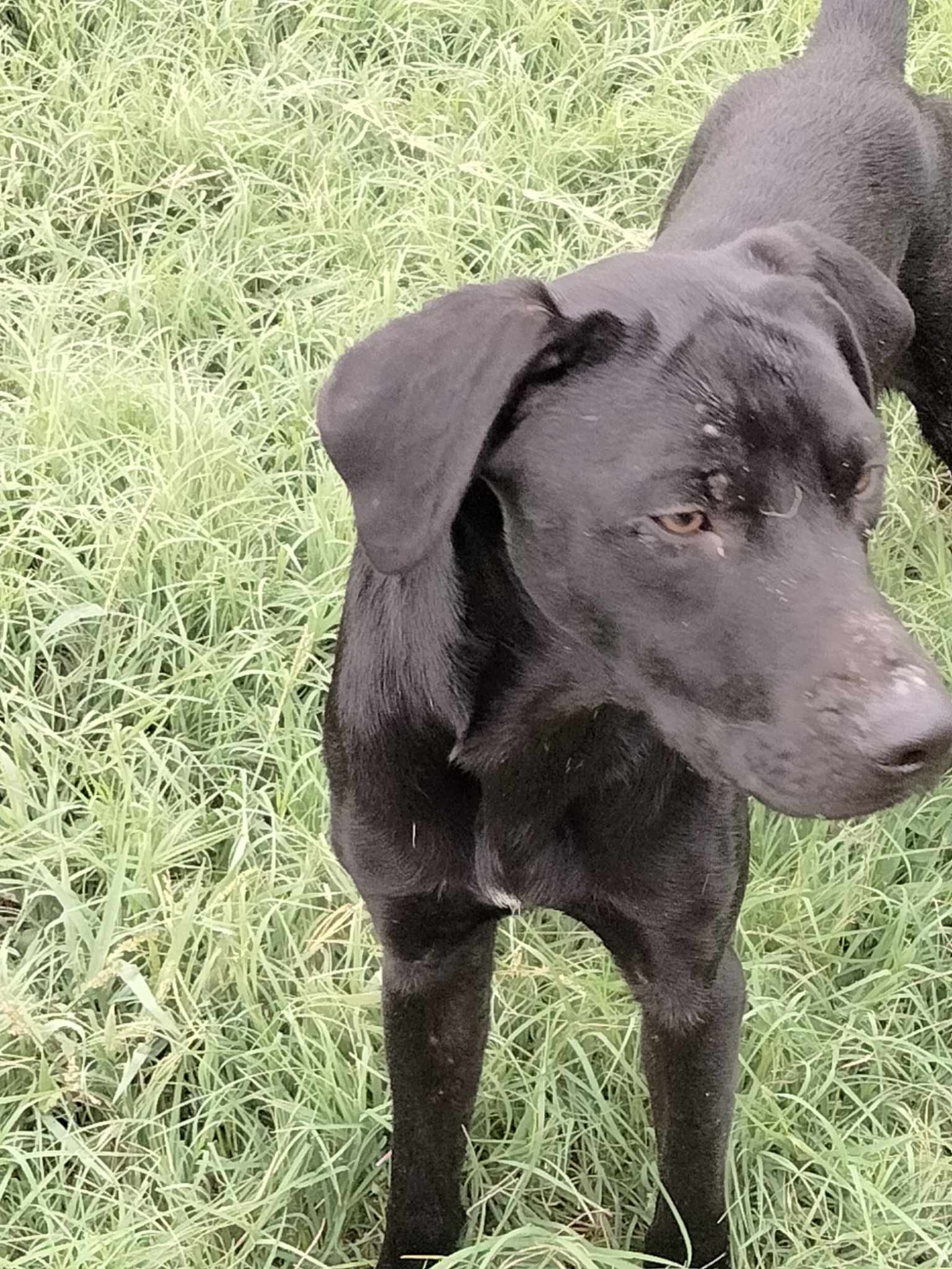 Dog for adoption - Gary, a Labrador Retriever Mix in Virginia Beach, VA ...
