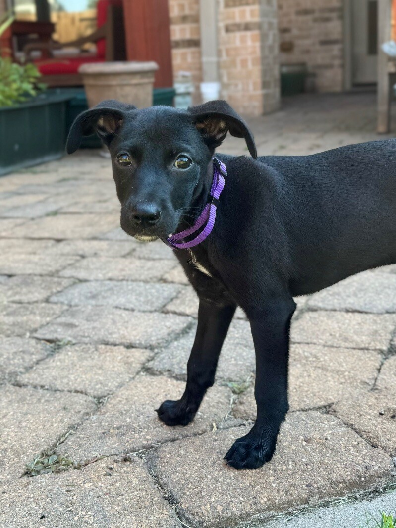 Dog for adoption - Poppy Spice, a Black Labrador Retriever & Terrier ...