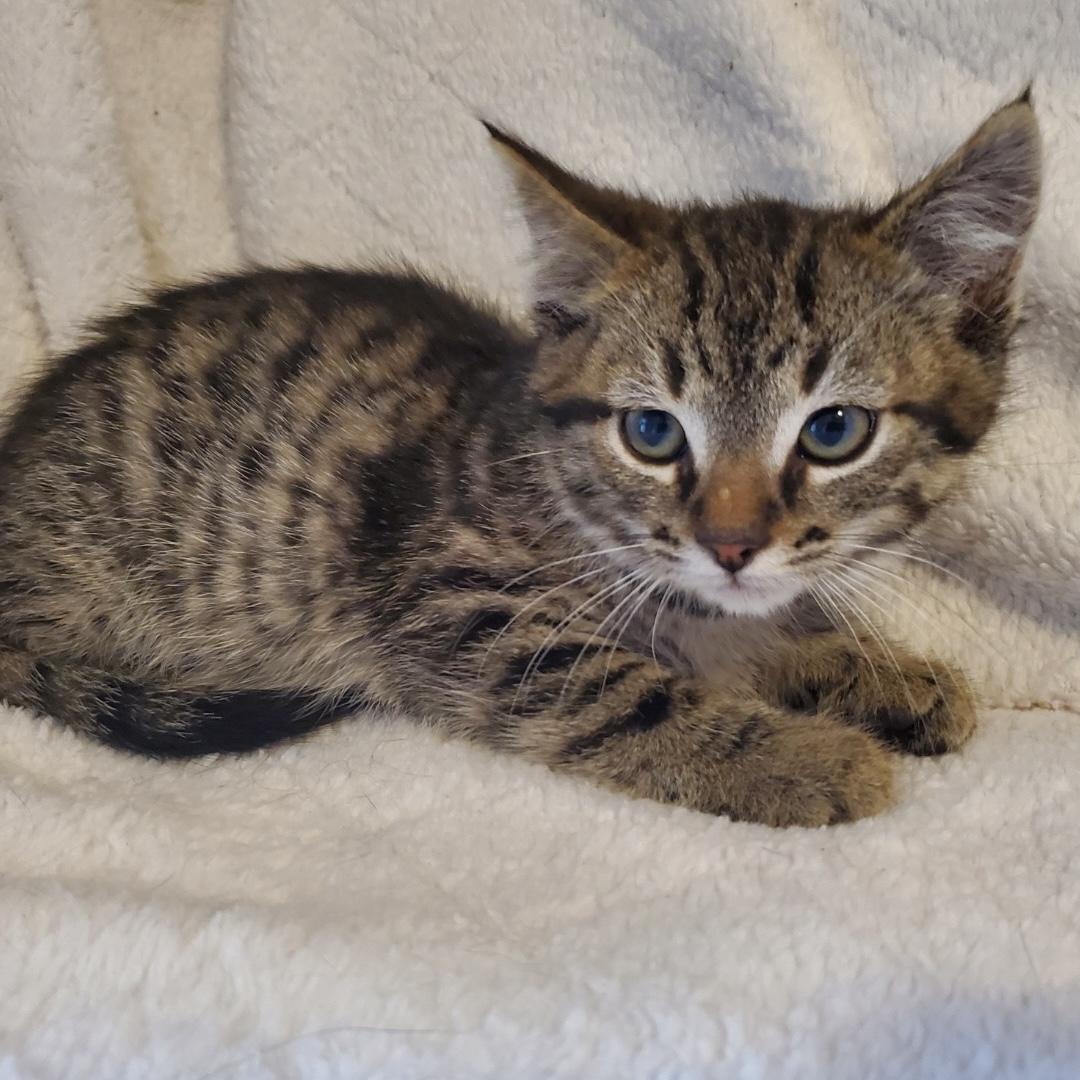 Cat for adoption - Stormy, a Tortoiseshell in Bentonville, AR | Petfinder