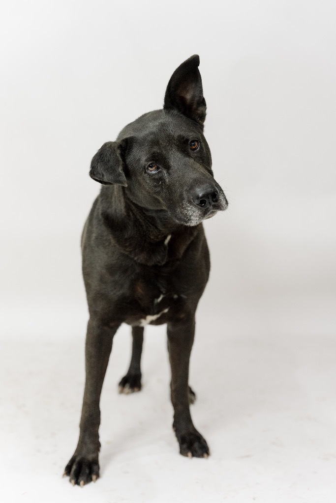Dog for adoption - Jax, a Labrador Retriever in Philadelphia , PA ...