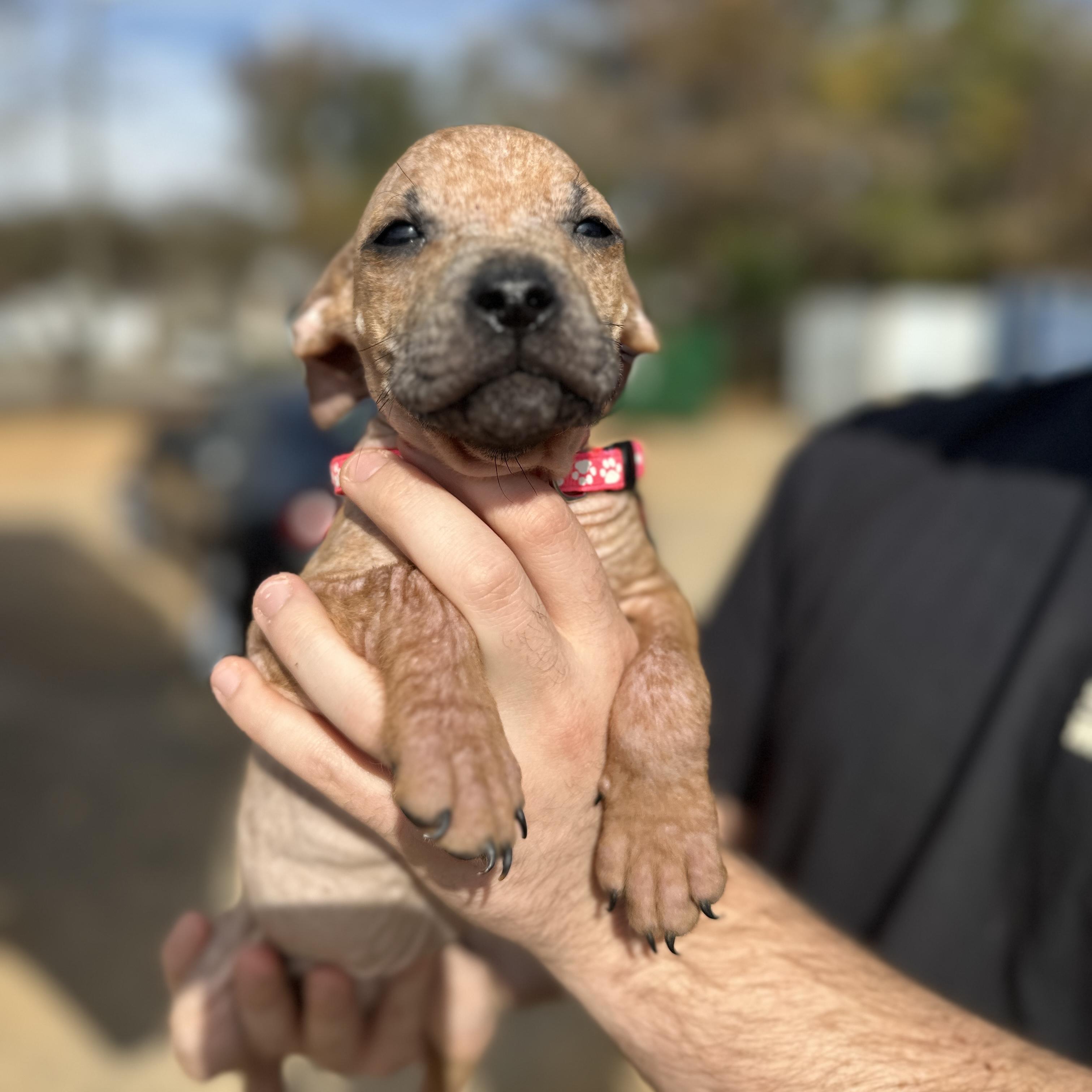 Dog for adoption - The Nightmare Before Christmas, a Pit Bull Terrier ...
