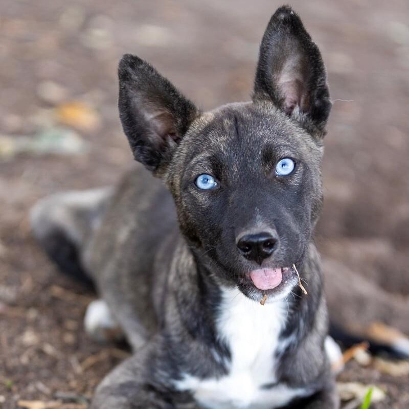 Dog for adoption - Soli Marie, a Labrador Retriever & Husky Mix in ...