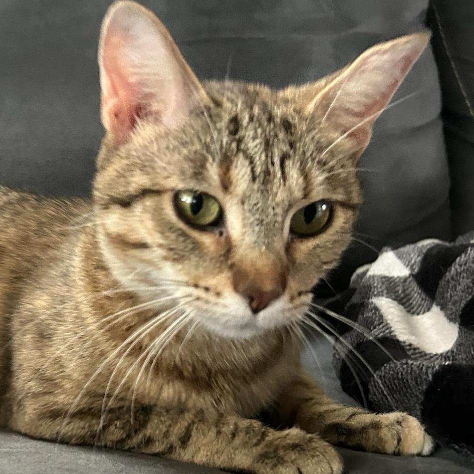 Cat for adoption - Talula, a Domestic Short Hair & Tabby Mix in Lemont ...