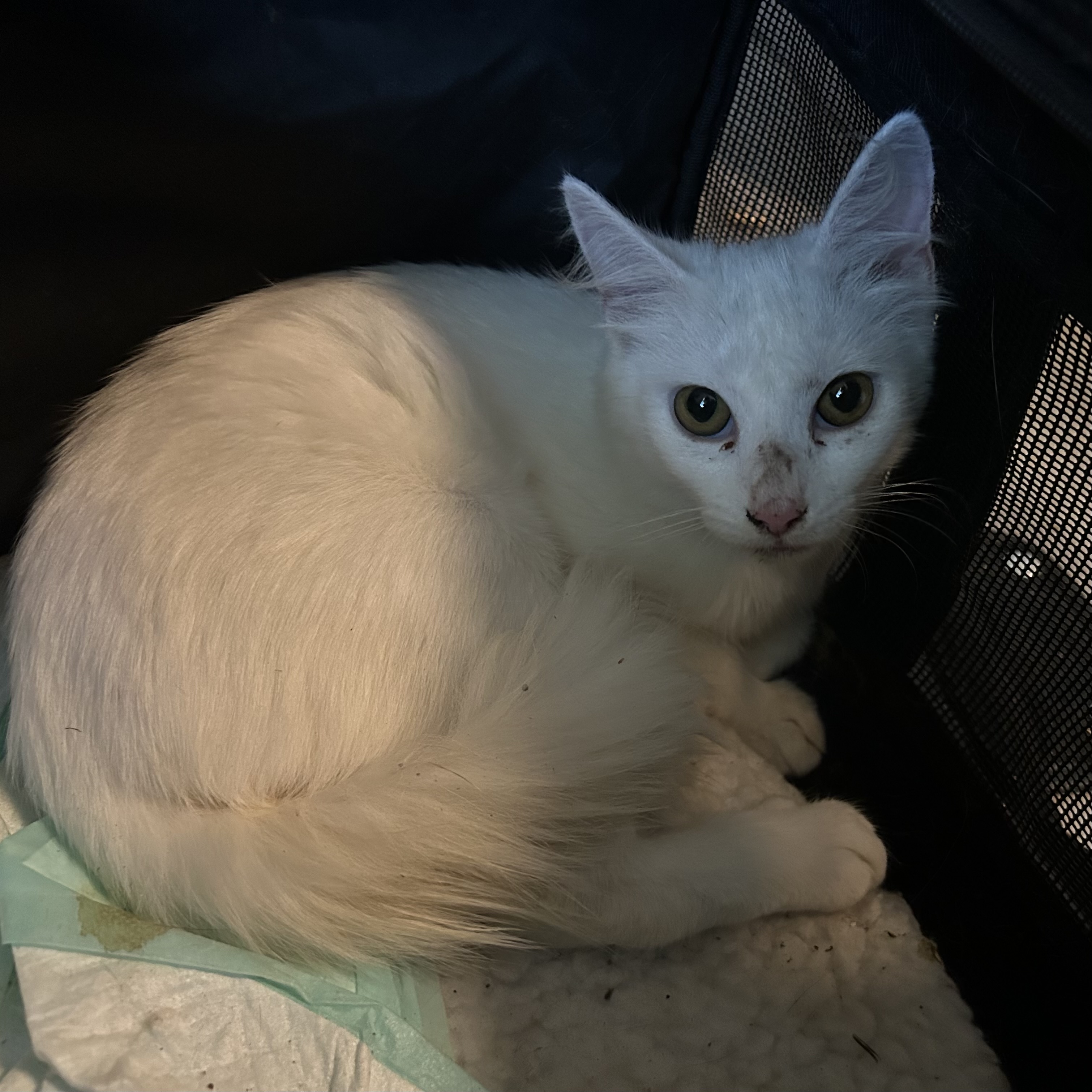 Cat for adoption - Lucy, a Siamese & Turkish Angora Mix in Citra, FL ...