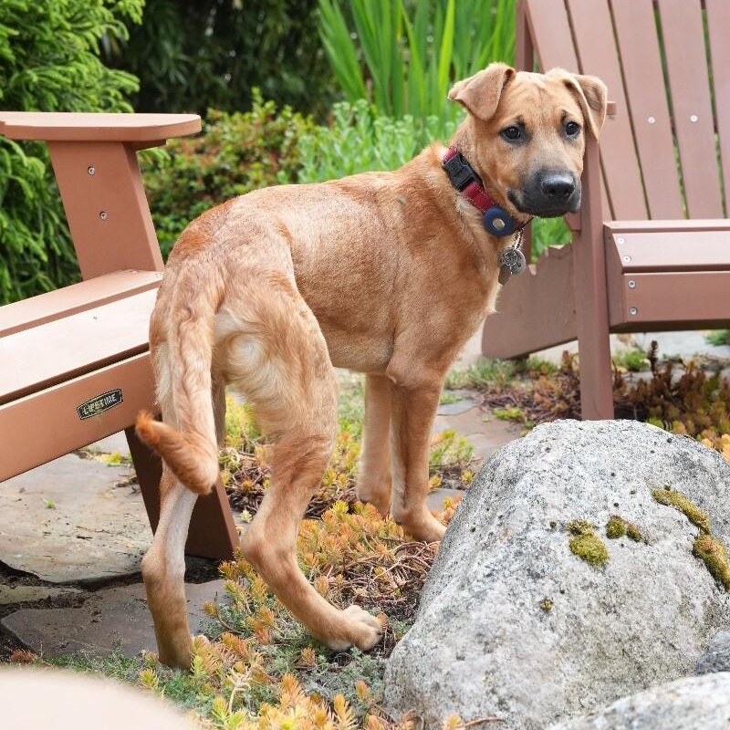 Dog for adoption - Jolly Jarvis is Just Perfect Sunnyside, a Pit Bull ...