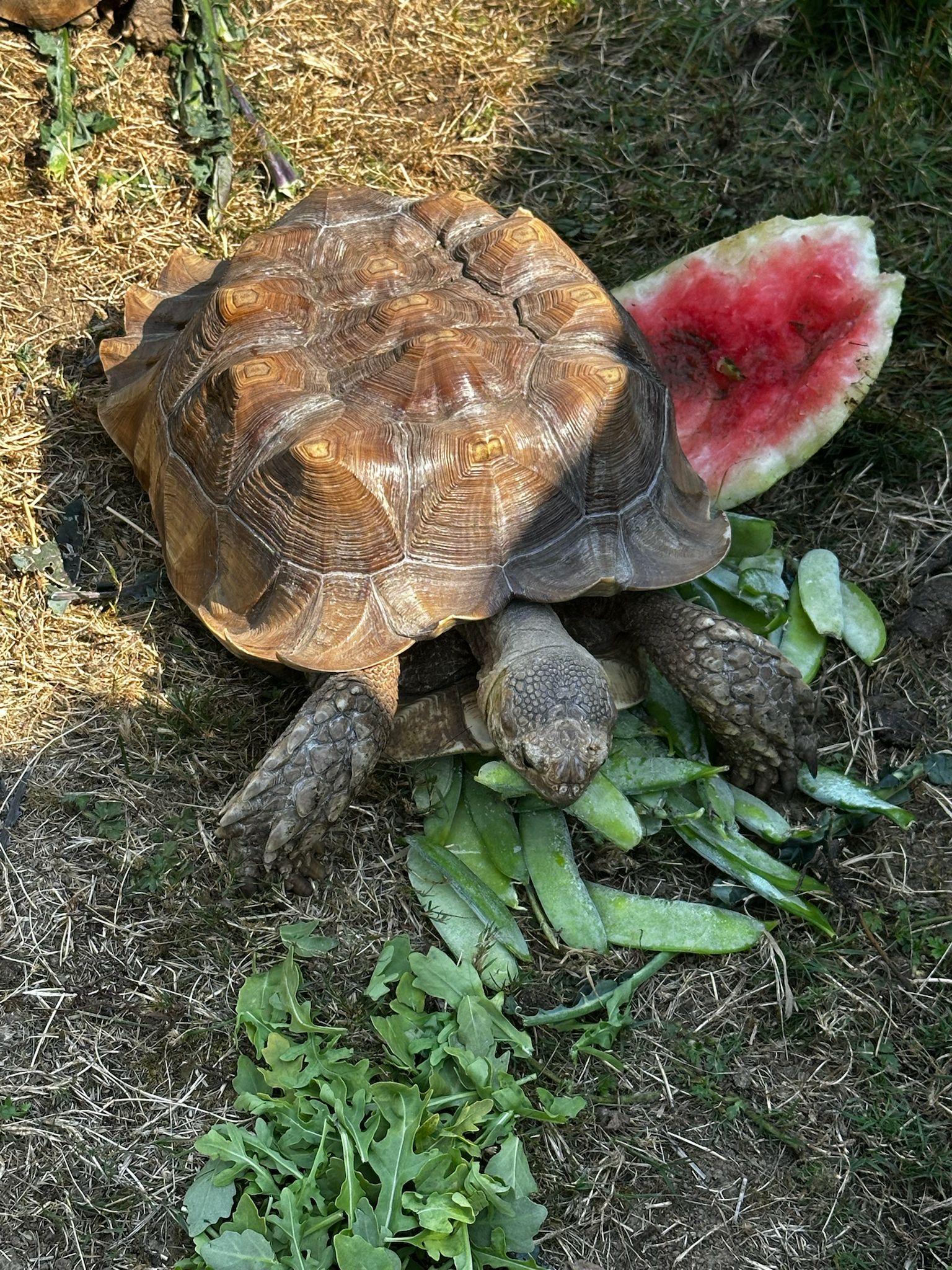 Tortoise for adoption - Biggie, a Sulcata in Oakville, WA | Petfinder