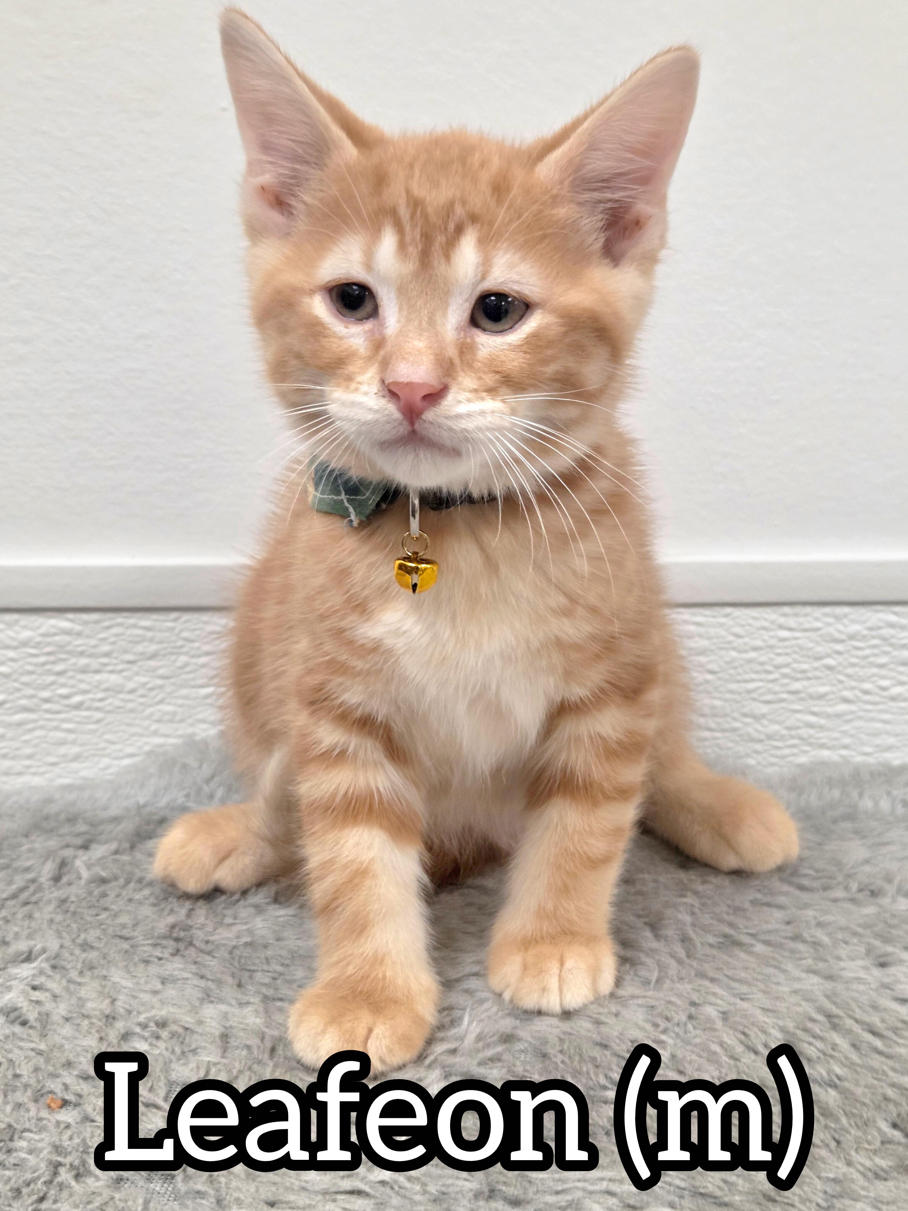 Cat for adoption - Pre-Adoption: Leafeon, a Domestic Short Hair in ...